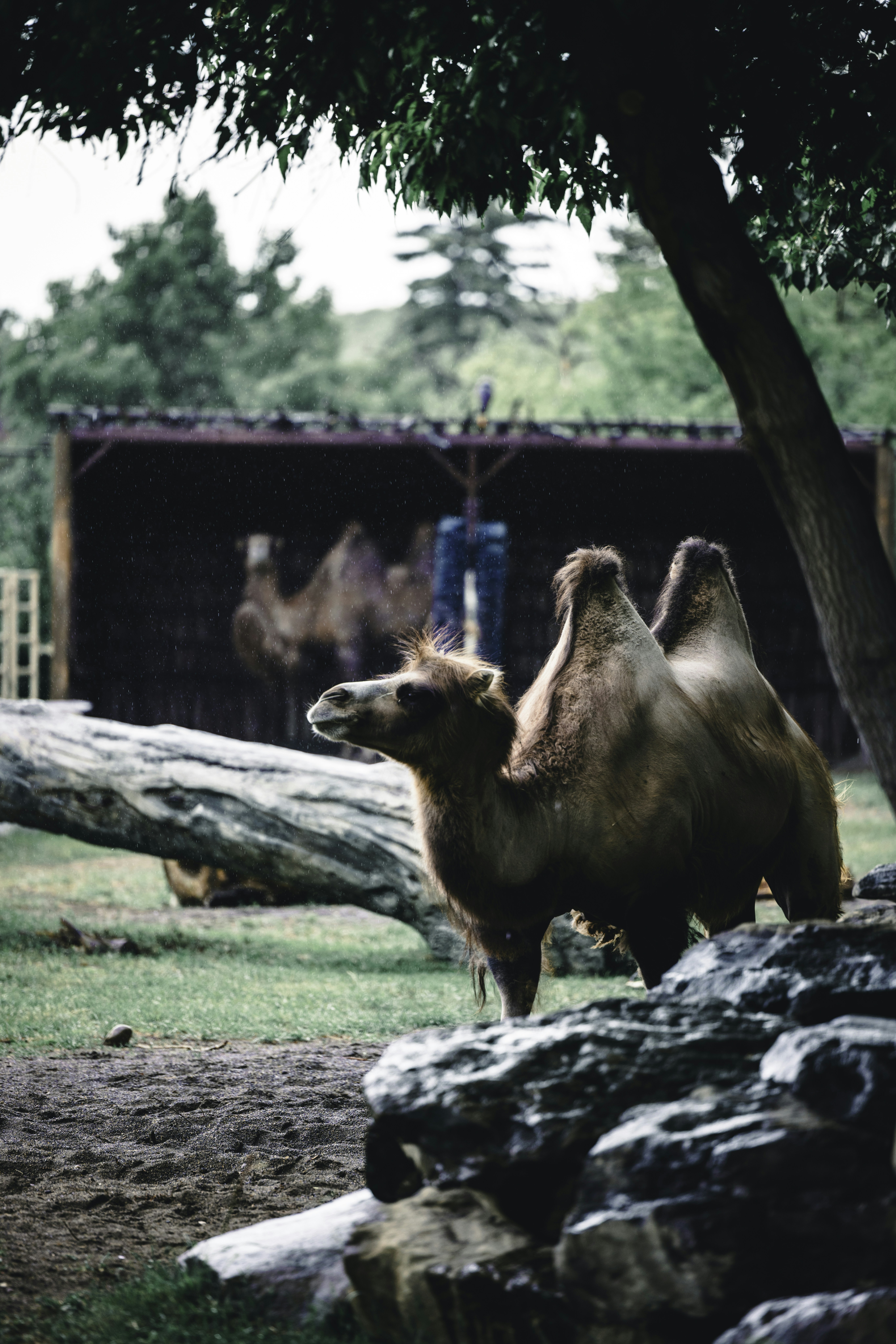 Camel at the Paddock: A Quiet Moment by Wood and Rock