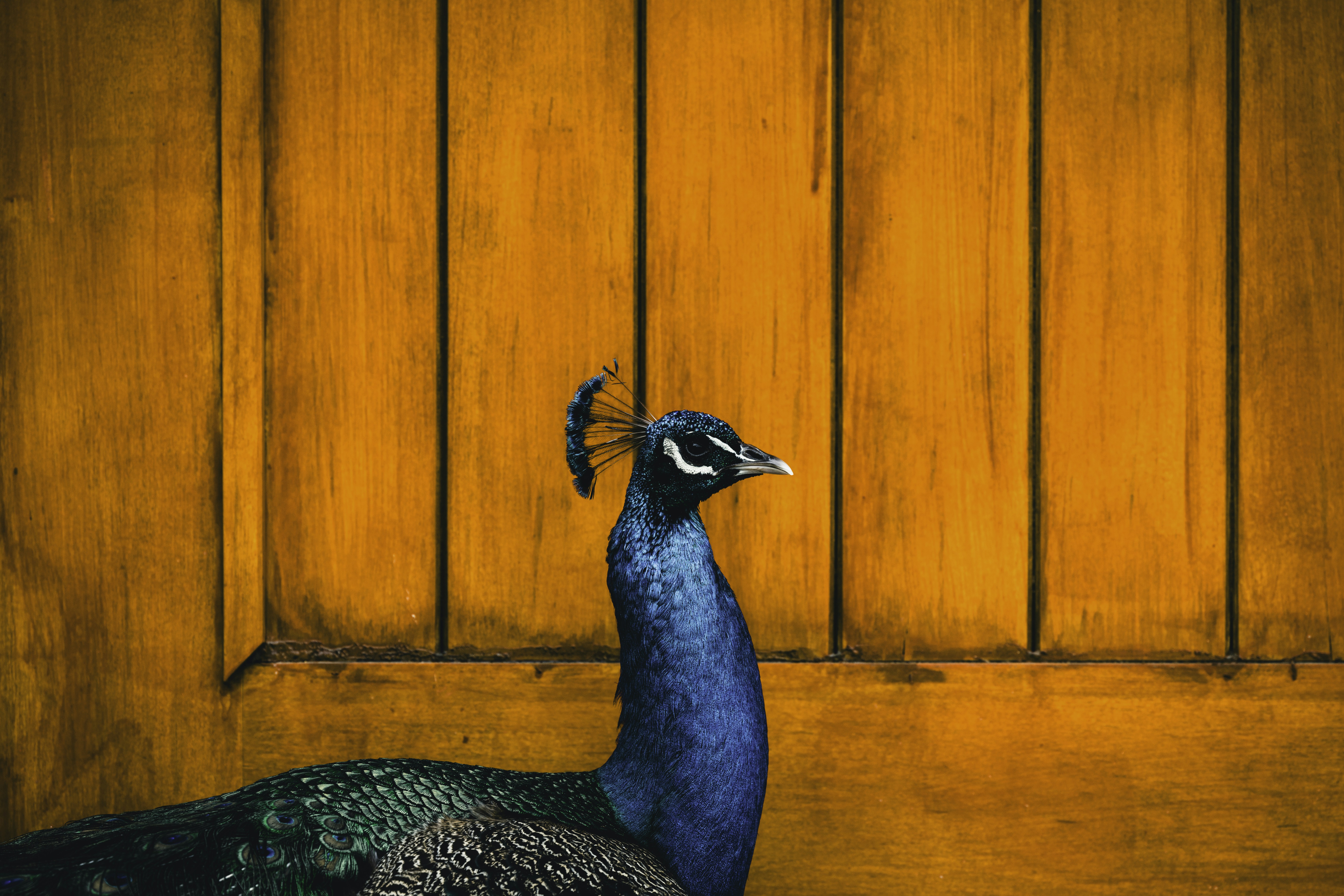 Azure Peacock Against Amber Wood: A Quiet Portrait