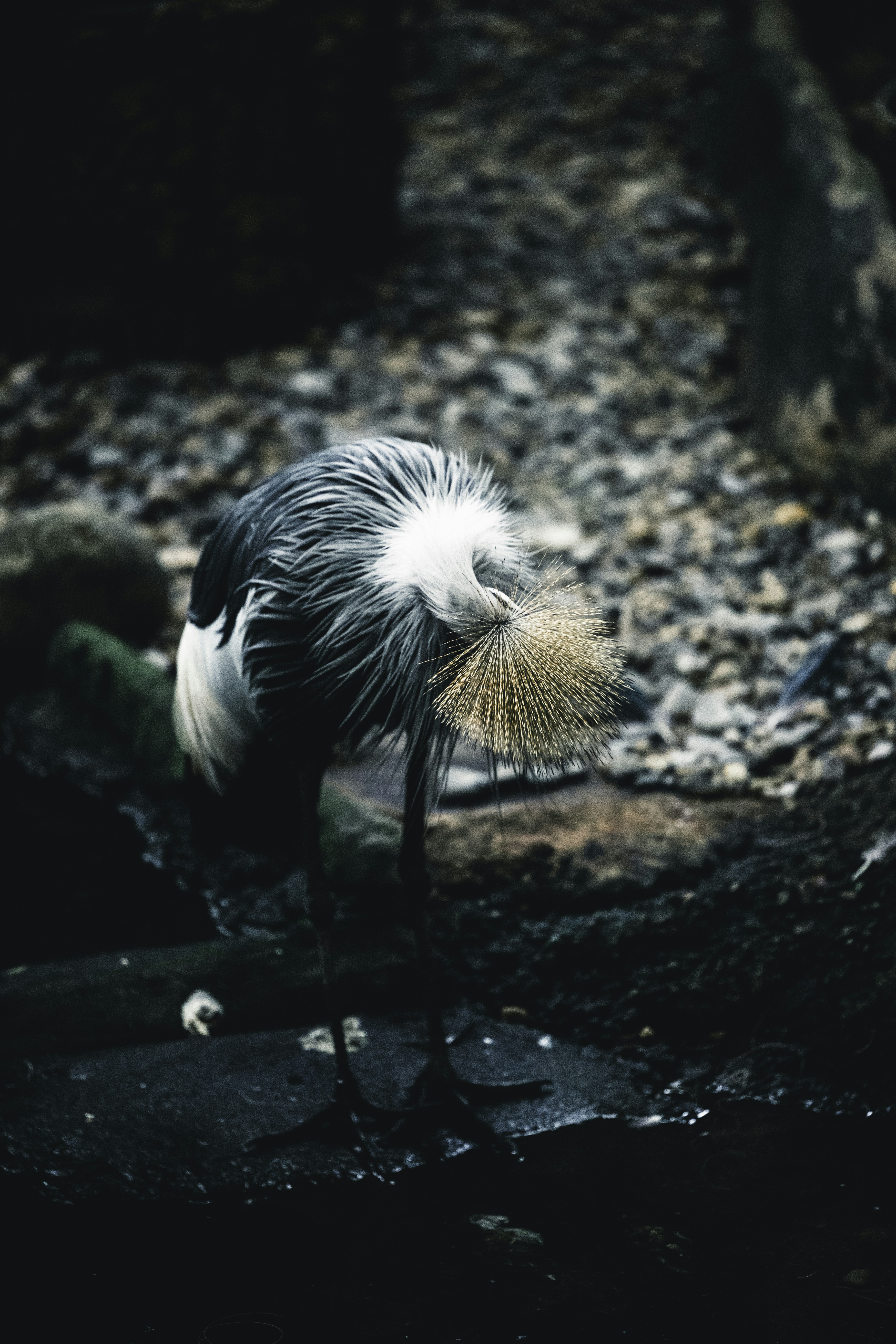 Wader with Graceful Plume: A Quiet Moment by the Shore