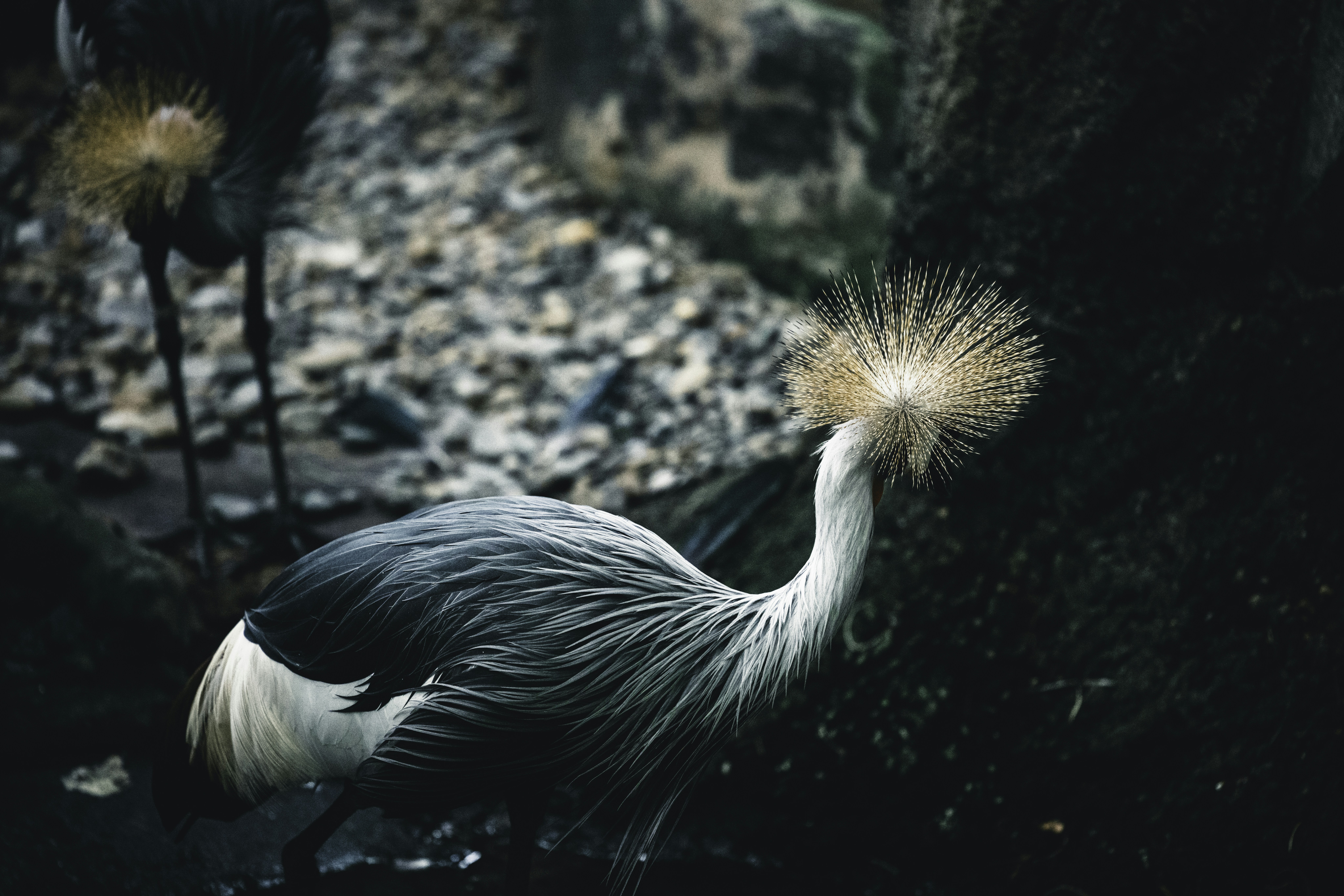A large bird standing next to a tree photo – Free Canada Image on Unsplash