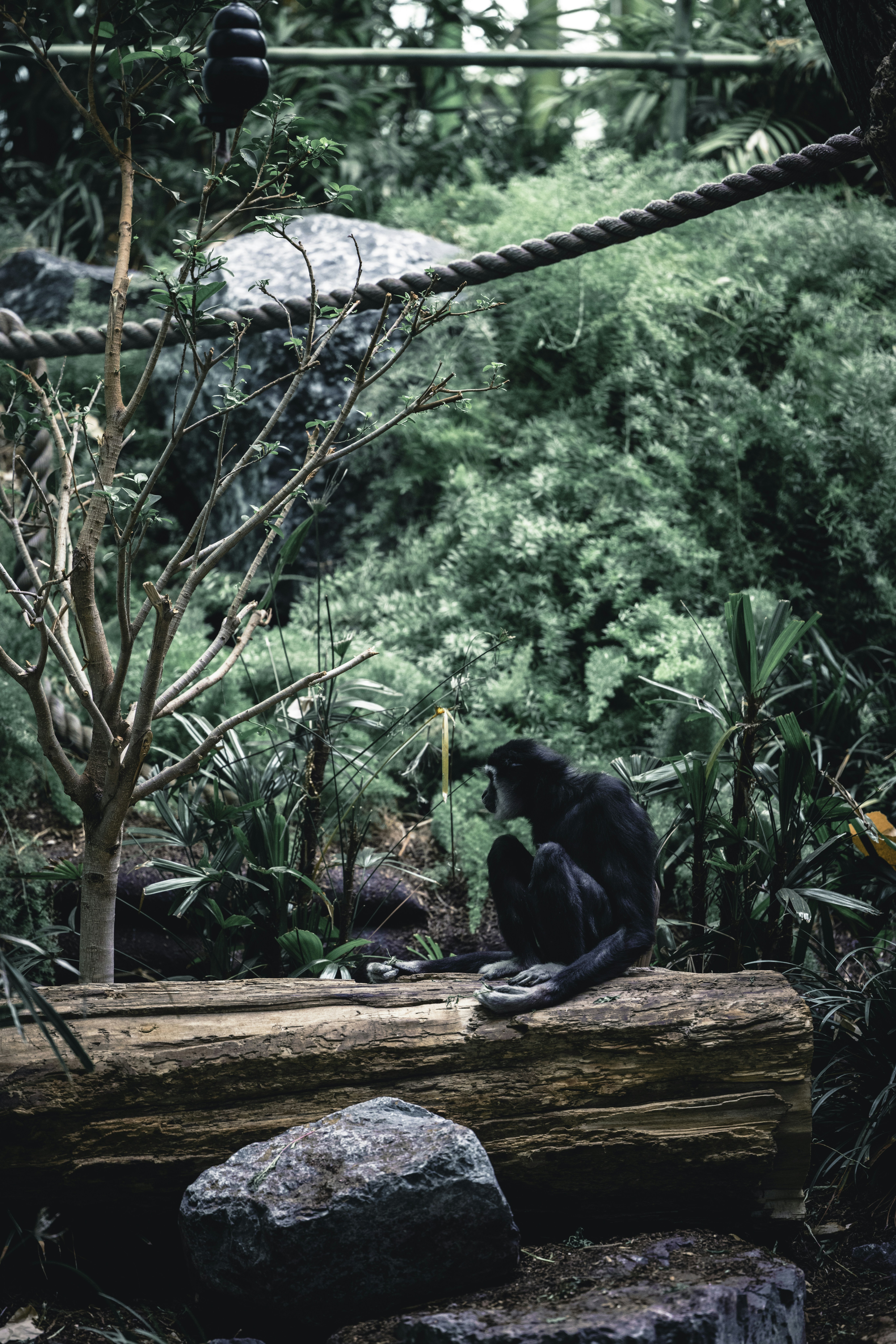 Chimp on a Weathered Log Beneath a Rope Canopy