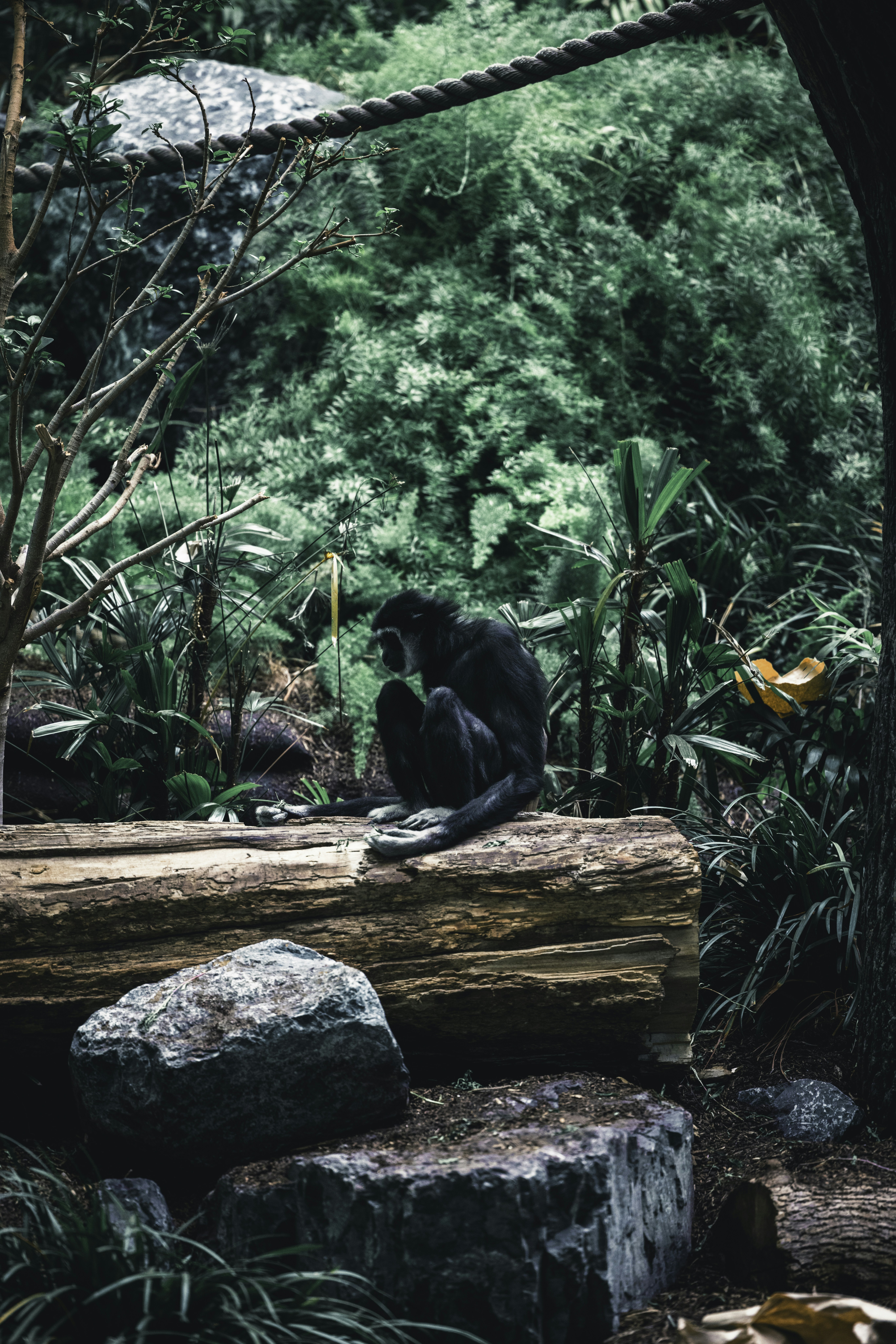 Solitary Chimp on a Rainforest Log: Quiet Presence Beneath Dense Canopy