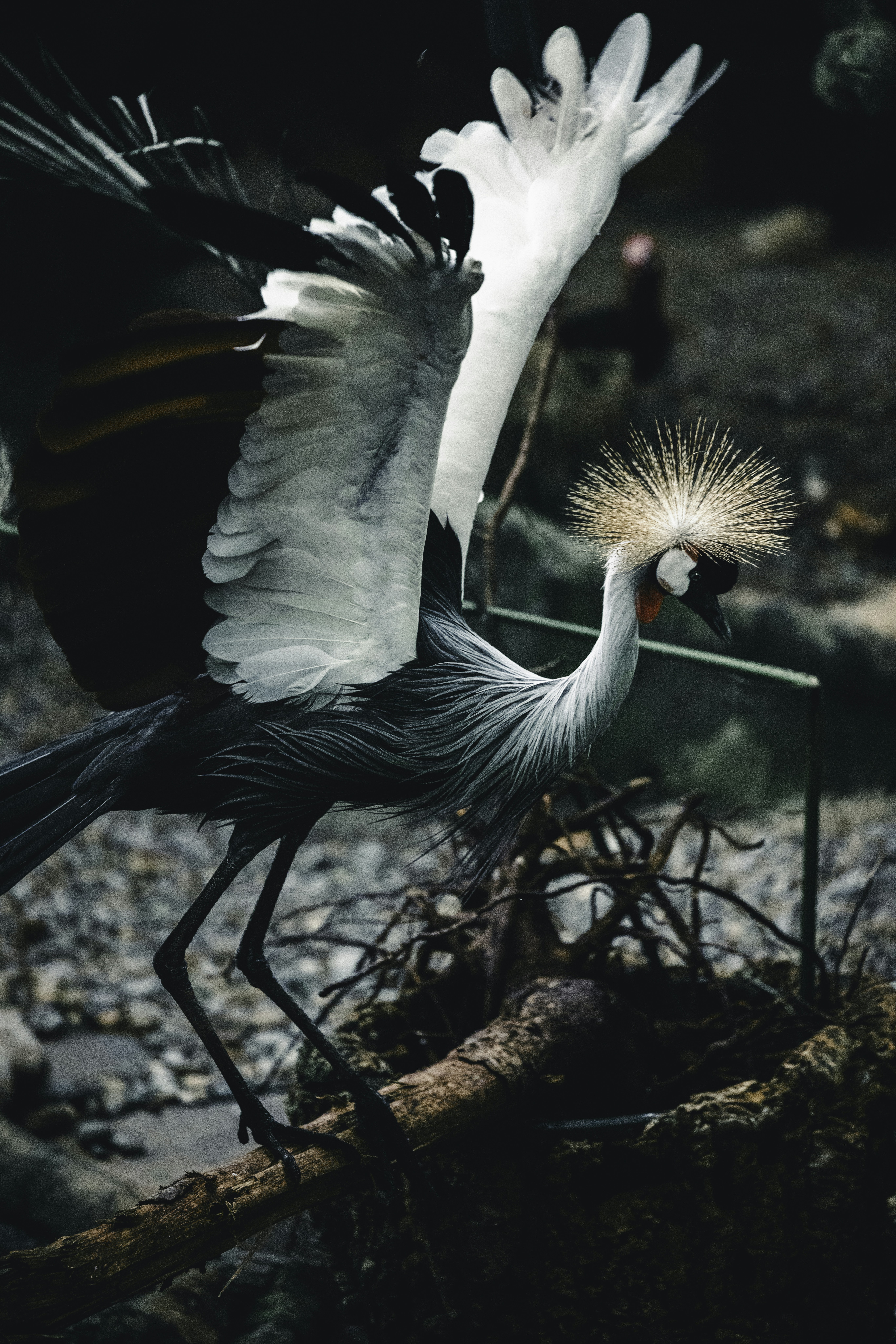 Midnight Crown: A Crowned Crane Unfurls Its Wings