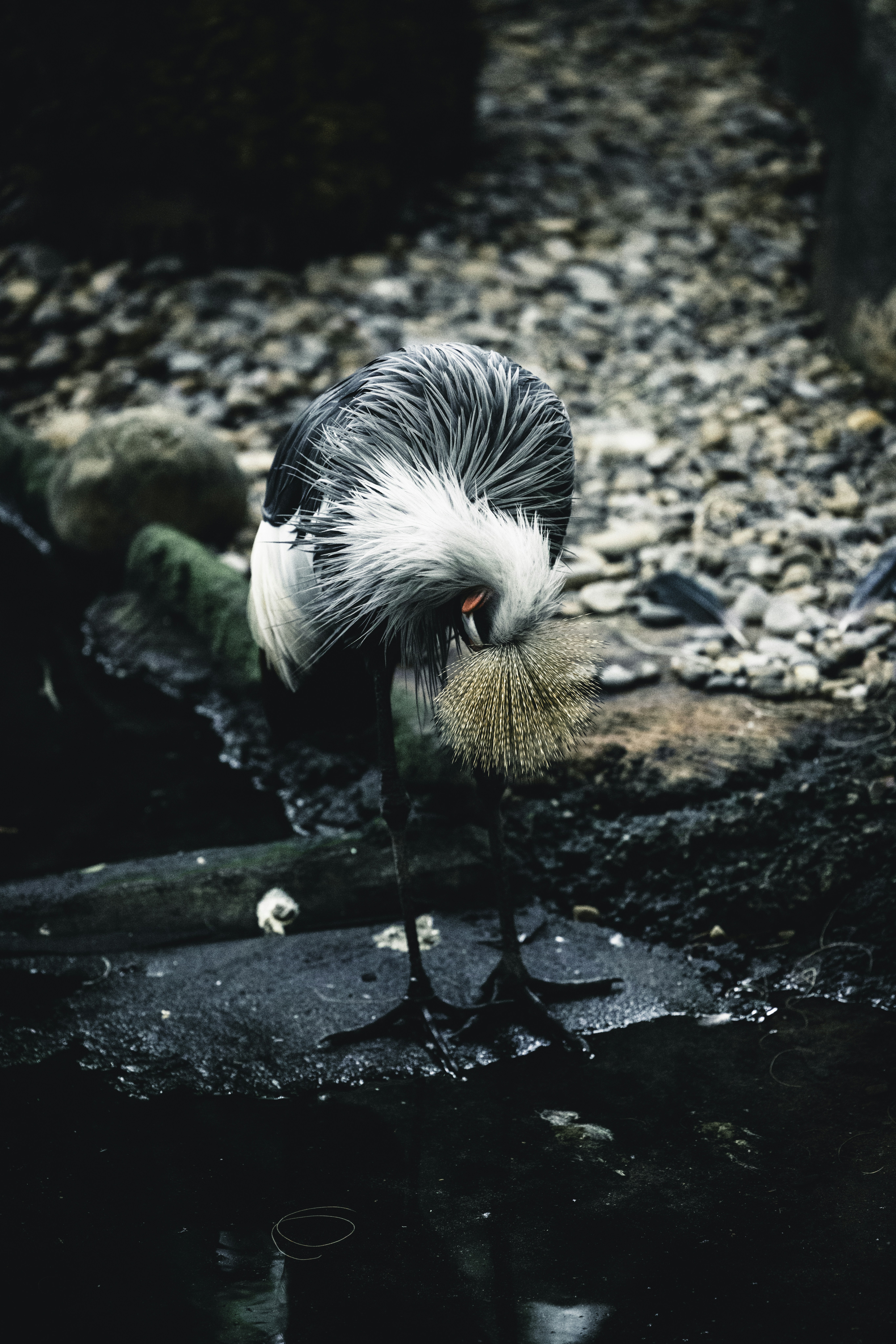 Red-eyed Crane at the Mossy Rock Pool