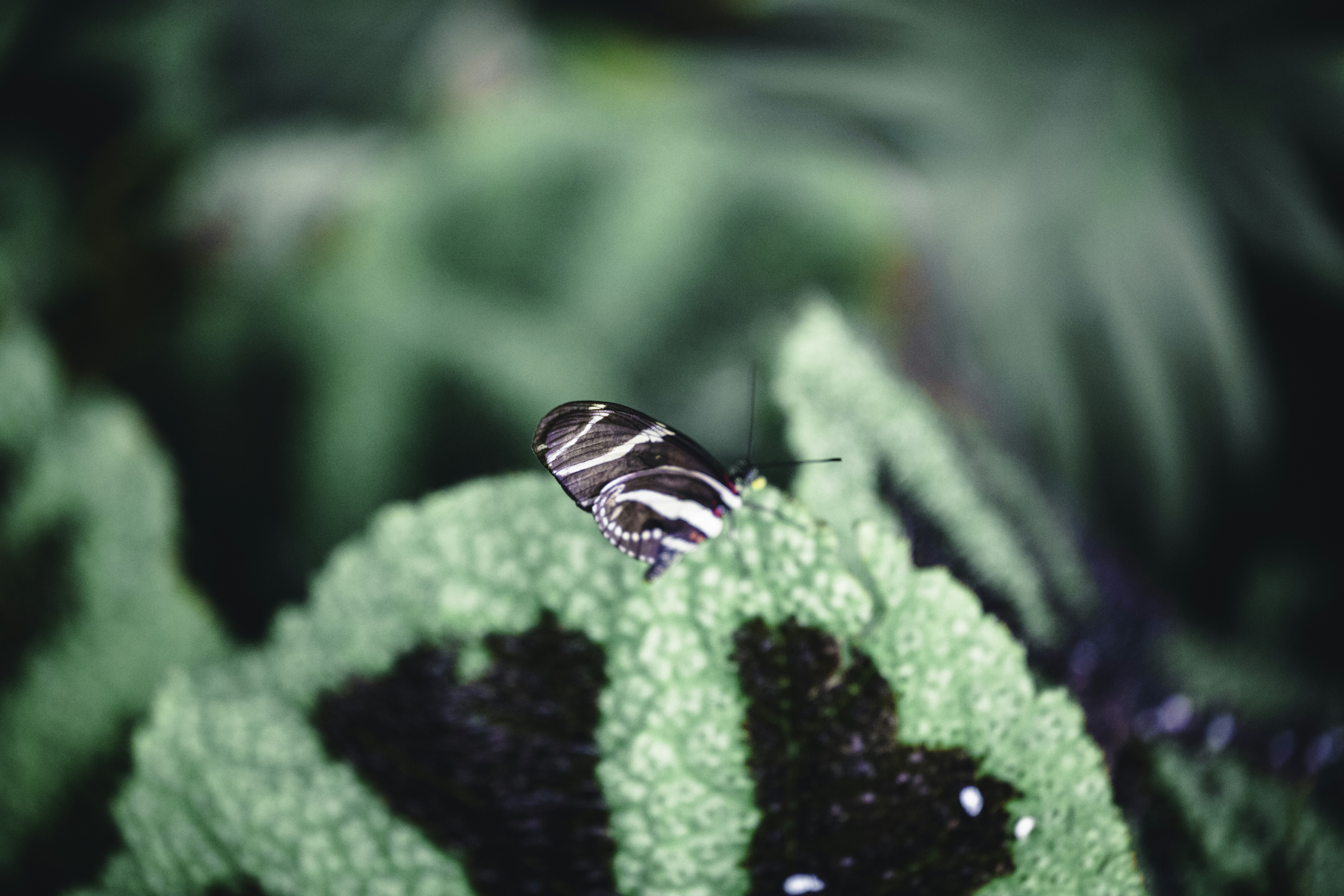 Velvet Green Perch: Zebra-wing Butterfly in Focus