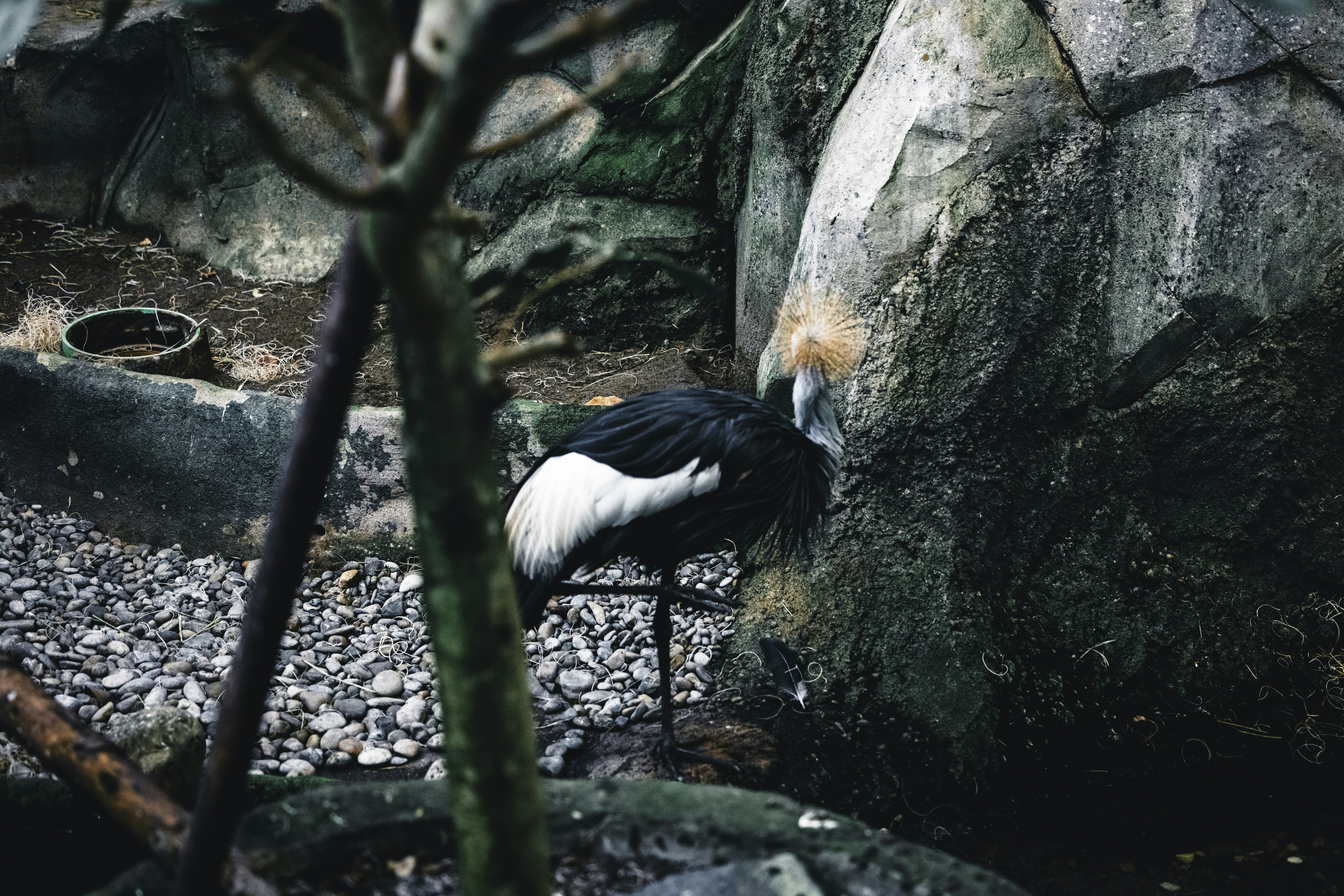 Craggy Alcove: A Black-and-White Wading Bird Stands Guard Among Stones