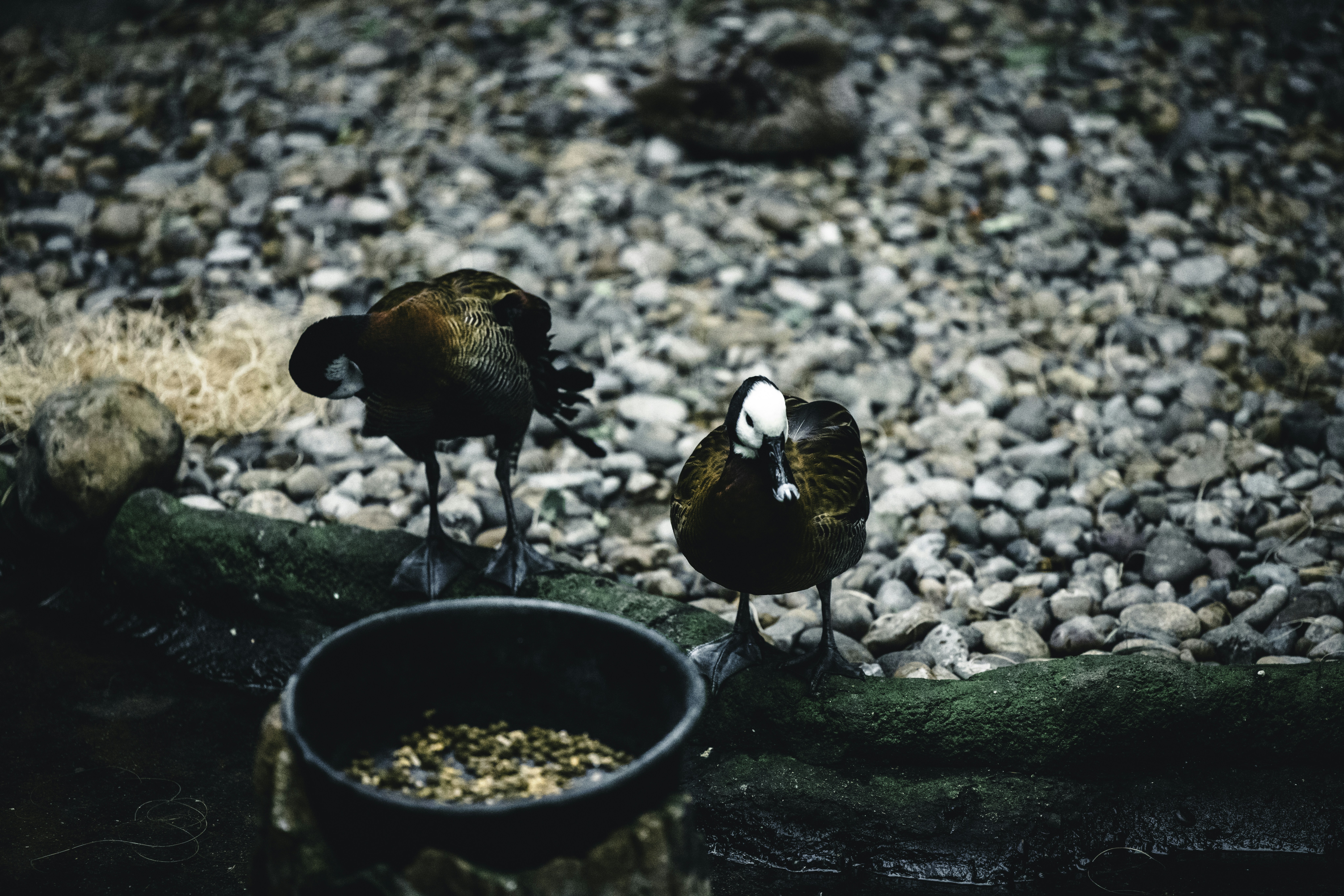 Pebble-Bed Vigil: Two Shorebirds at a Seed Bowl