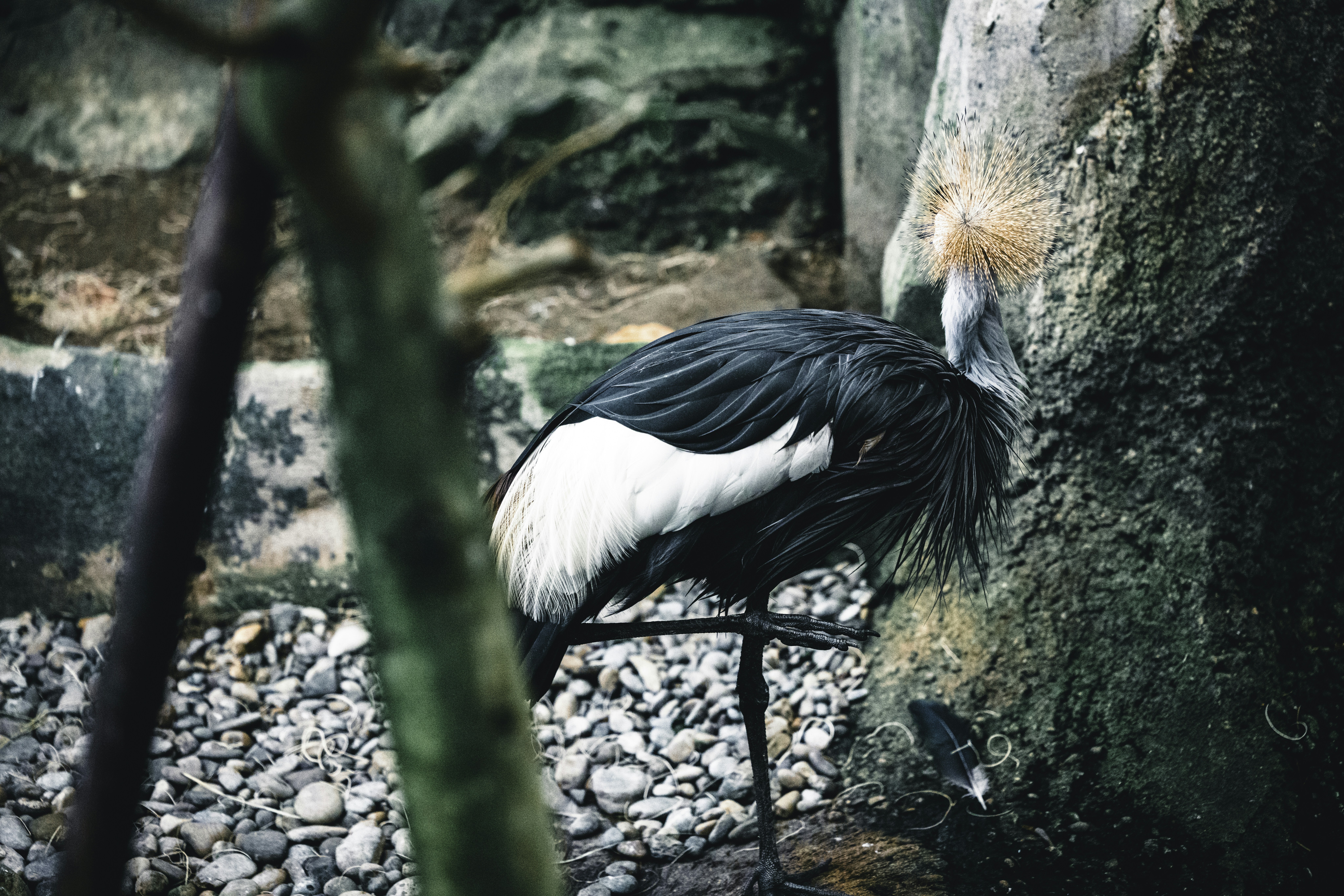 Ink and Ivory on Pebble Ground: A Black-White Wading Bird in a Shaded Enclosure