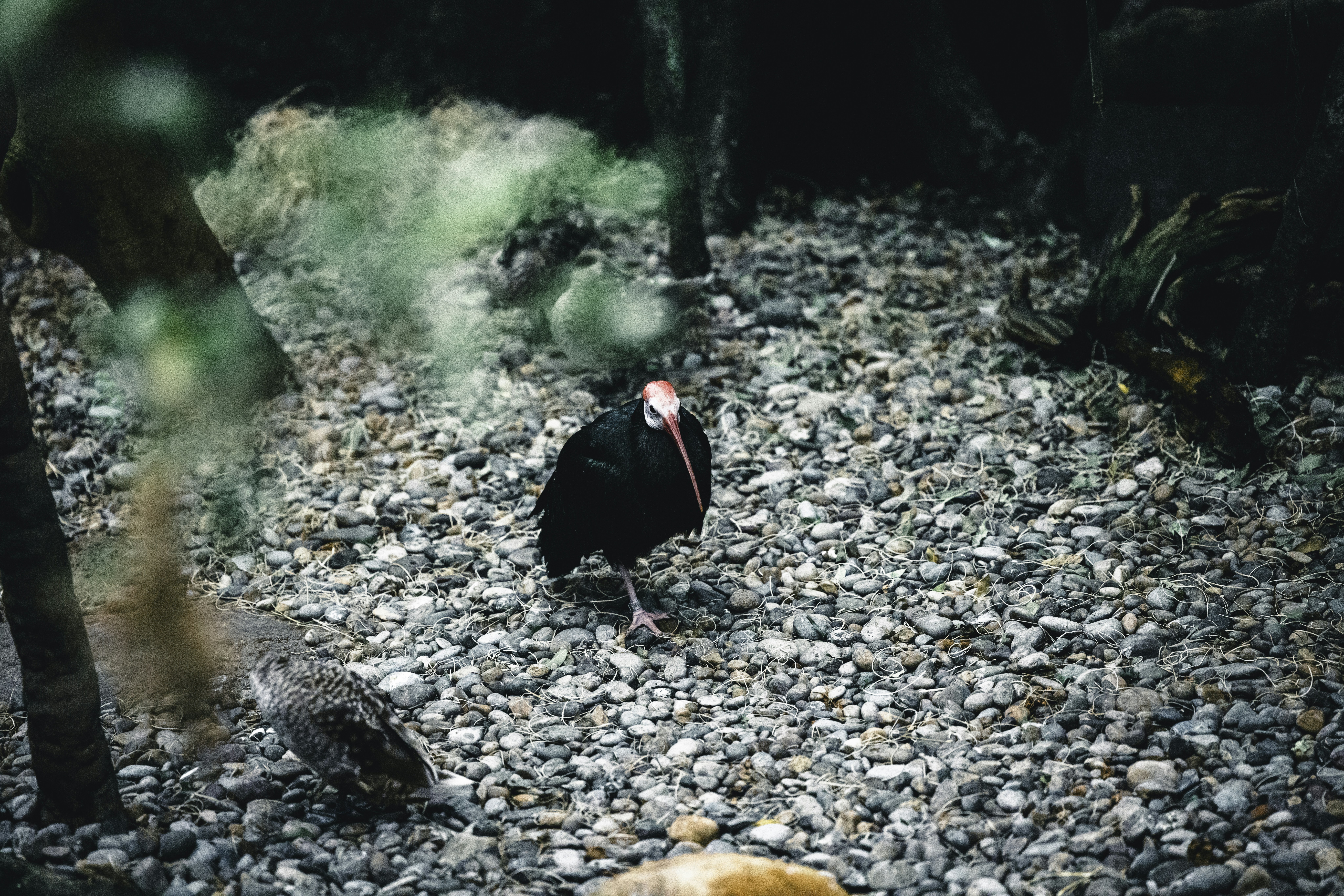Red-Legged Bunting Stands Amid Pebble Ground in Shaded Garden