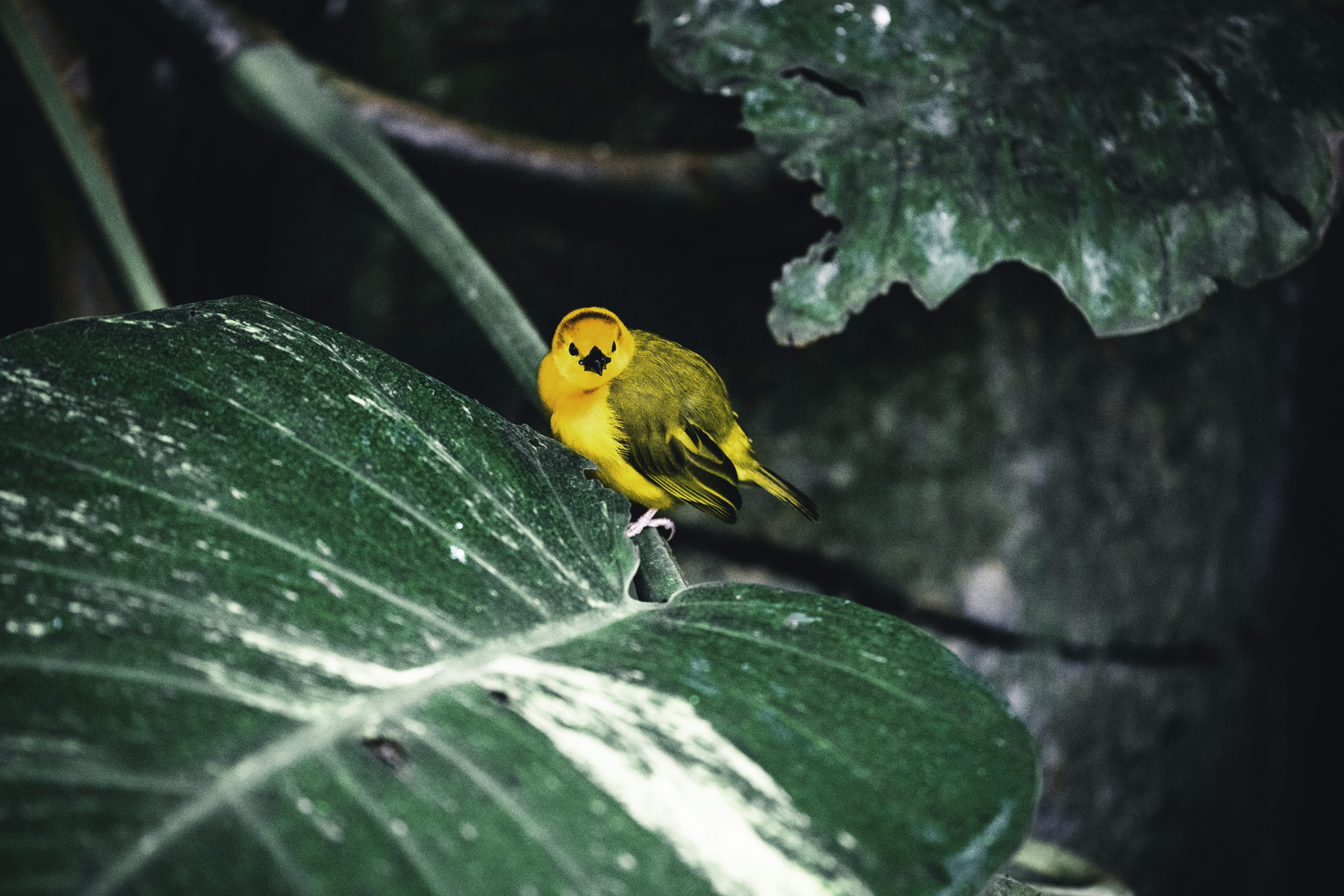 Verdant Perch: Yellow Warbler on a Sunlit Leaf