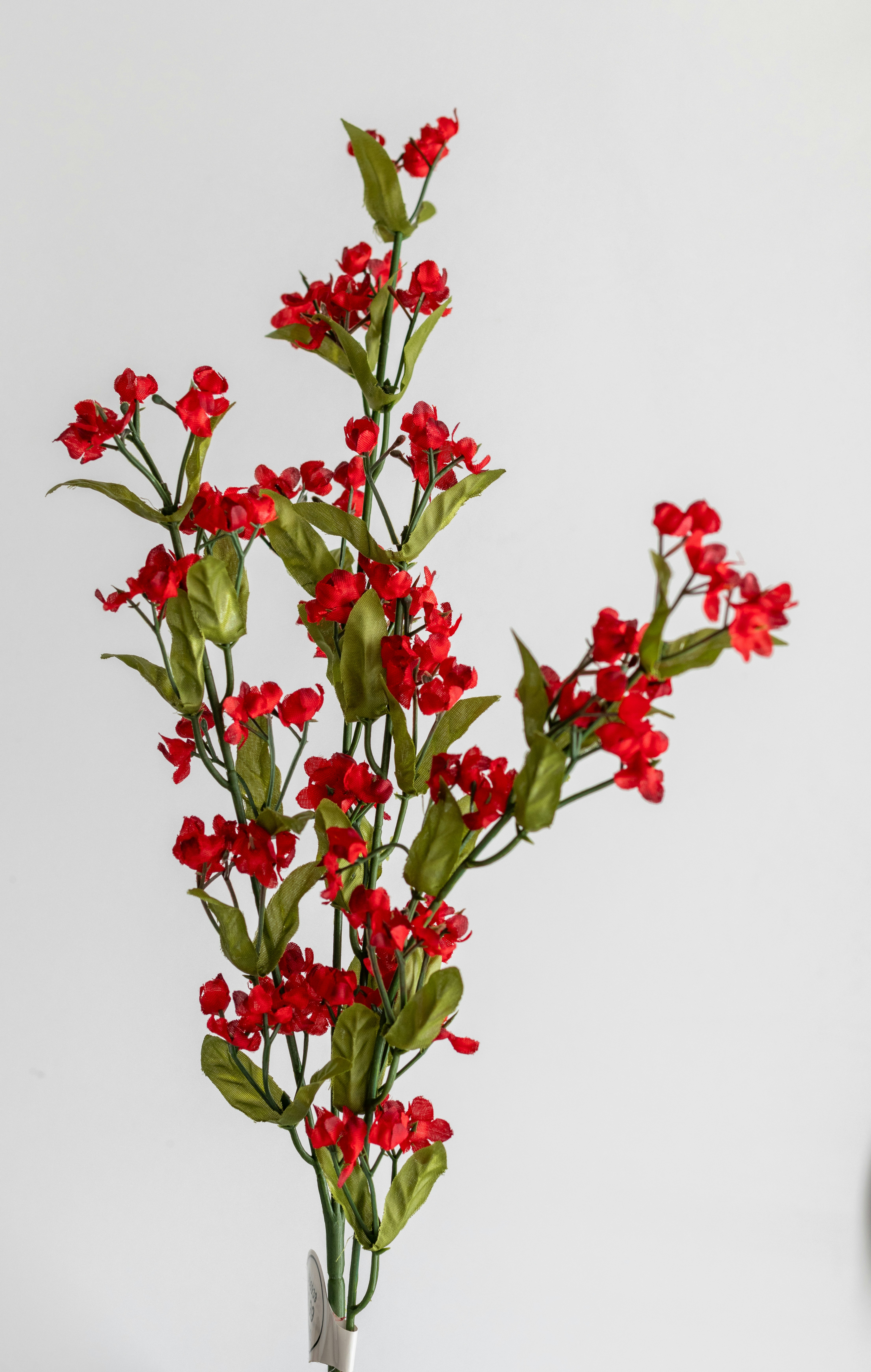 Crimson Sprigs in a Minimal Studio Palette