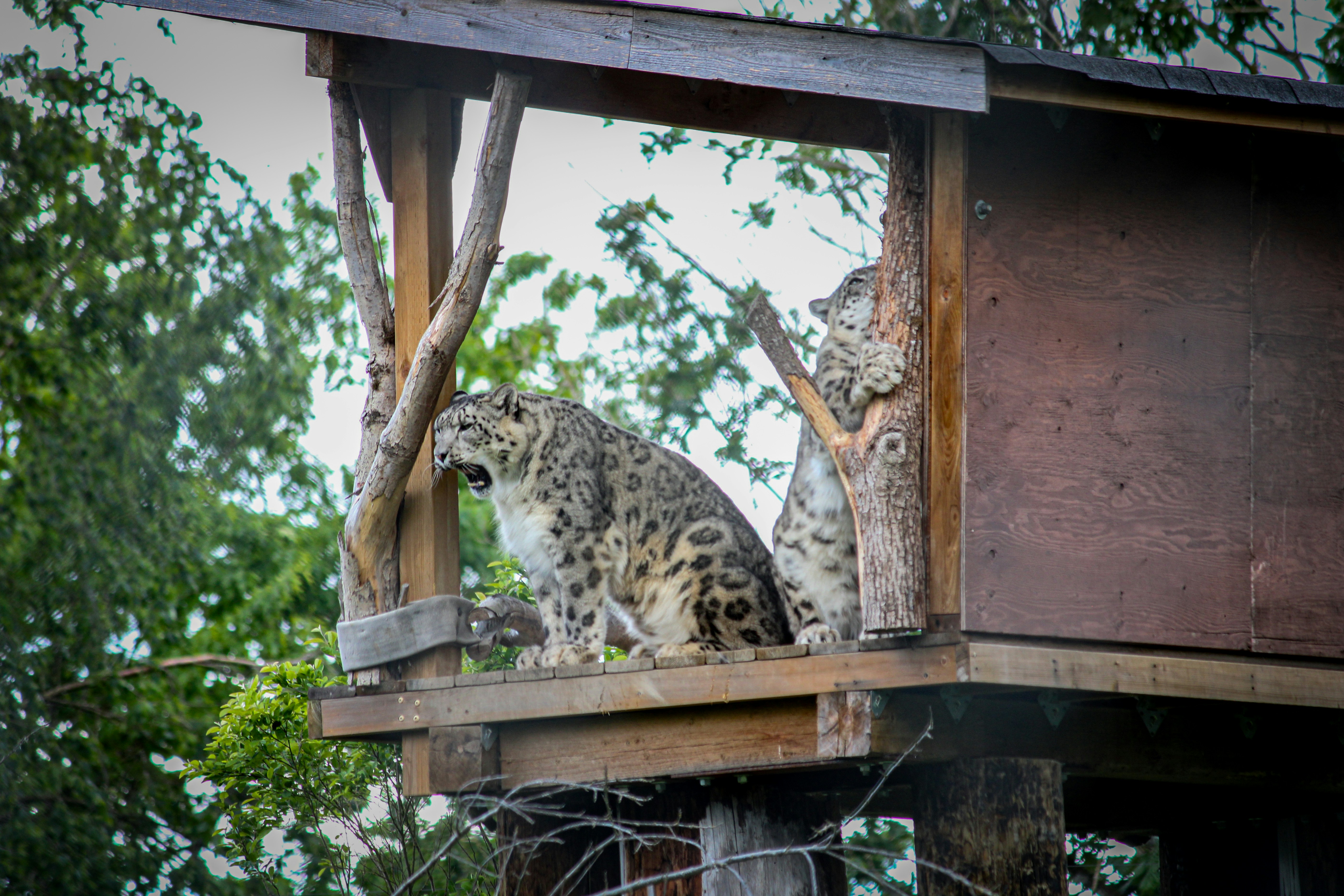 Snow Leopard Kit on a Wooden Balcony