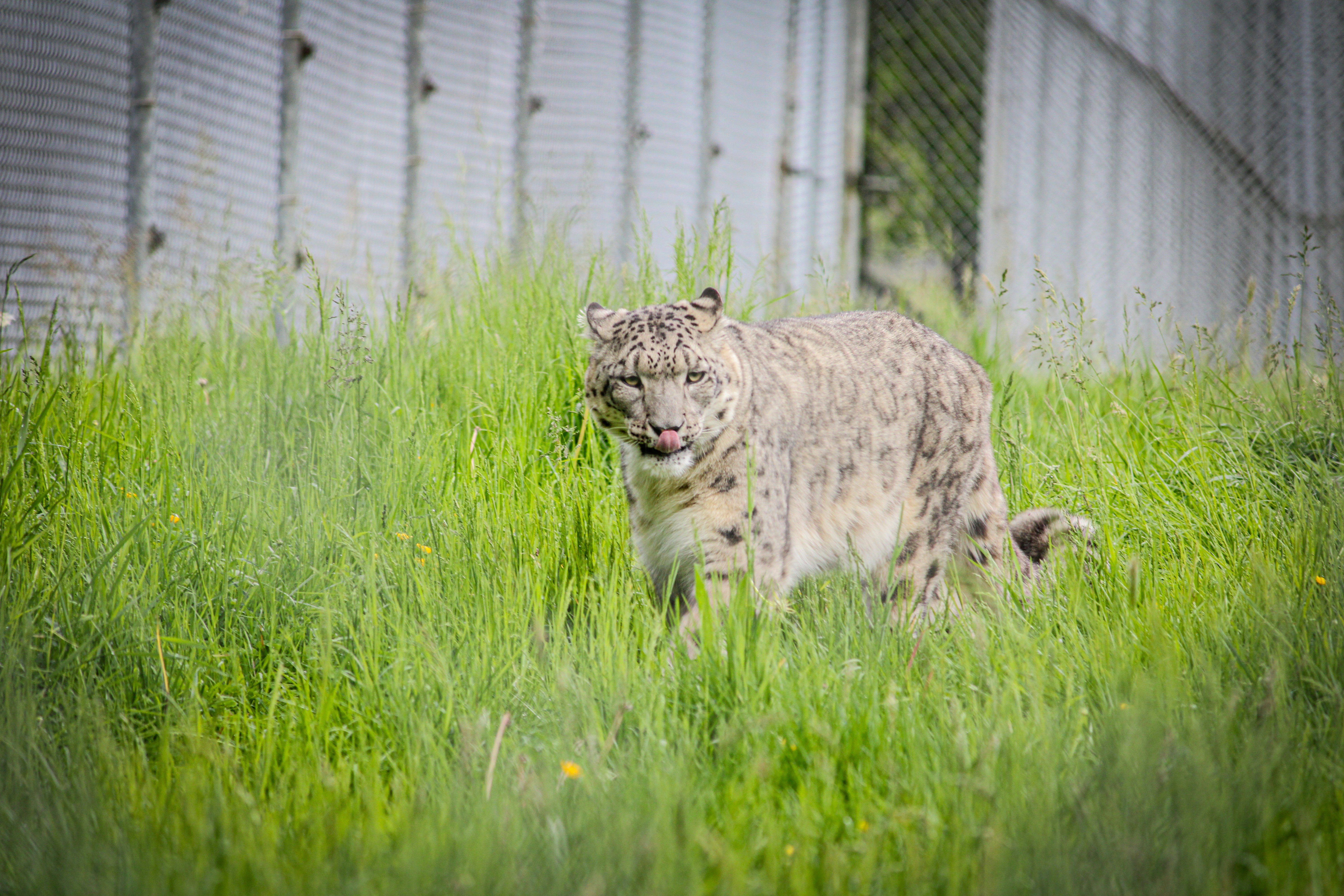 A snow leopard in a grassy area next to a fence photo – Free Animal ...