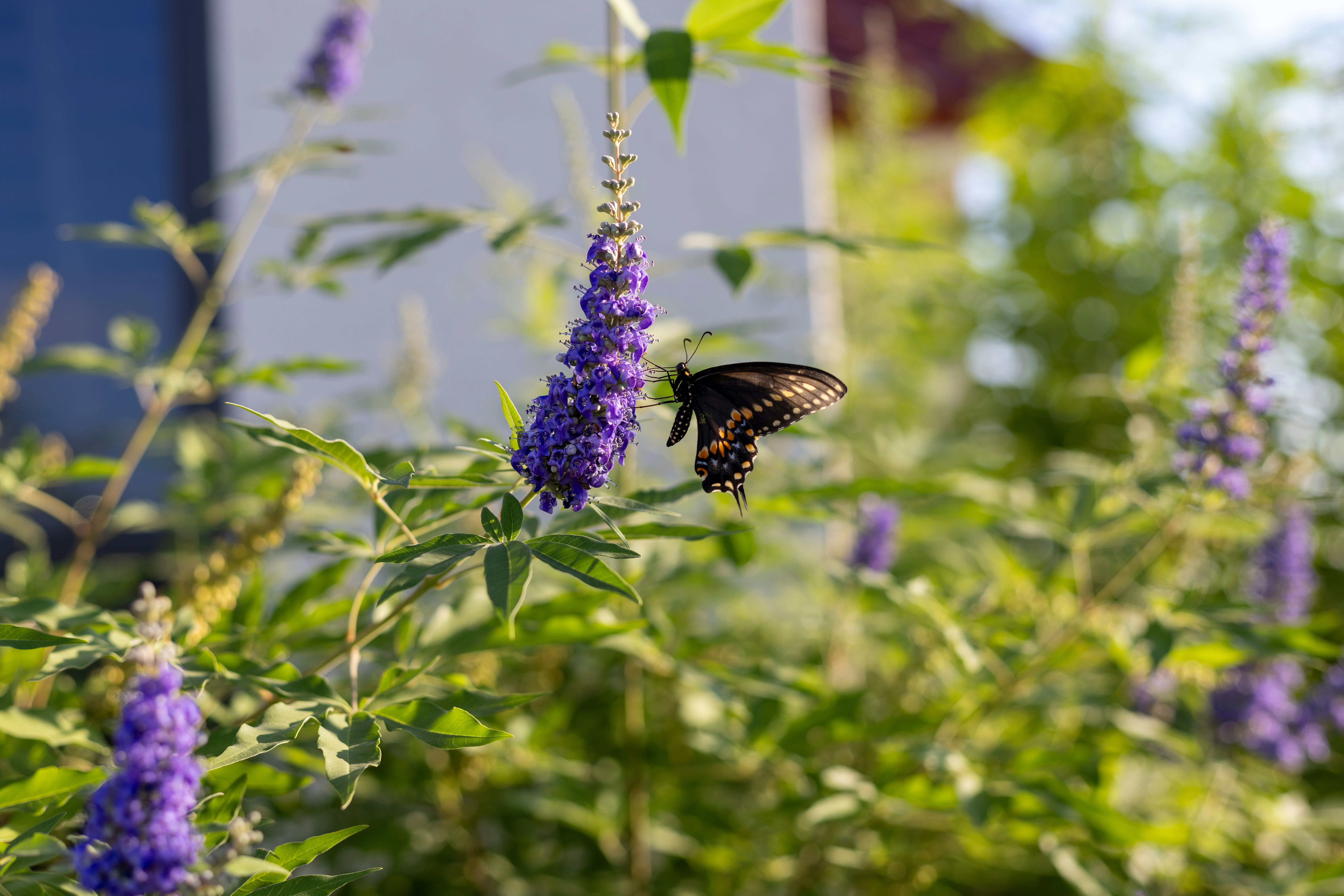 Moonlit Violet: a butterfly poised on a lavender spike