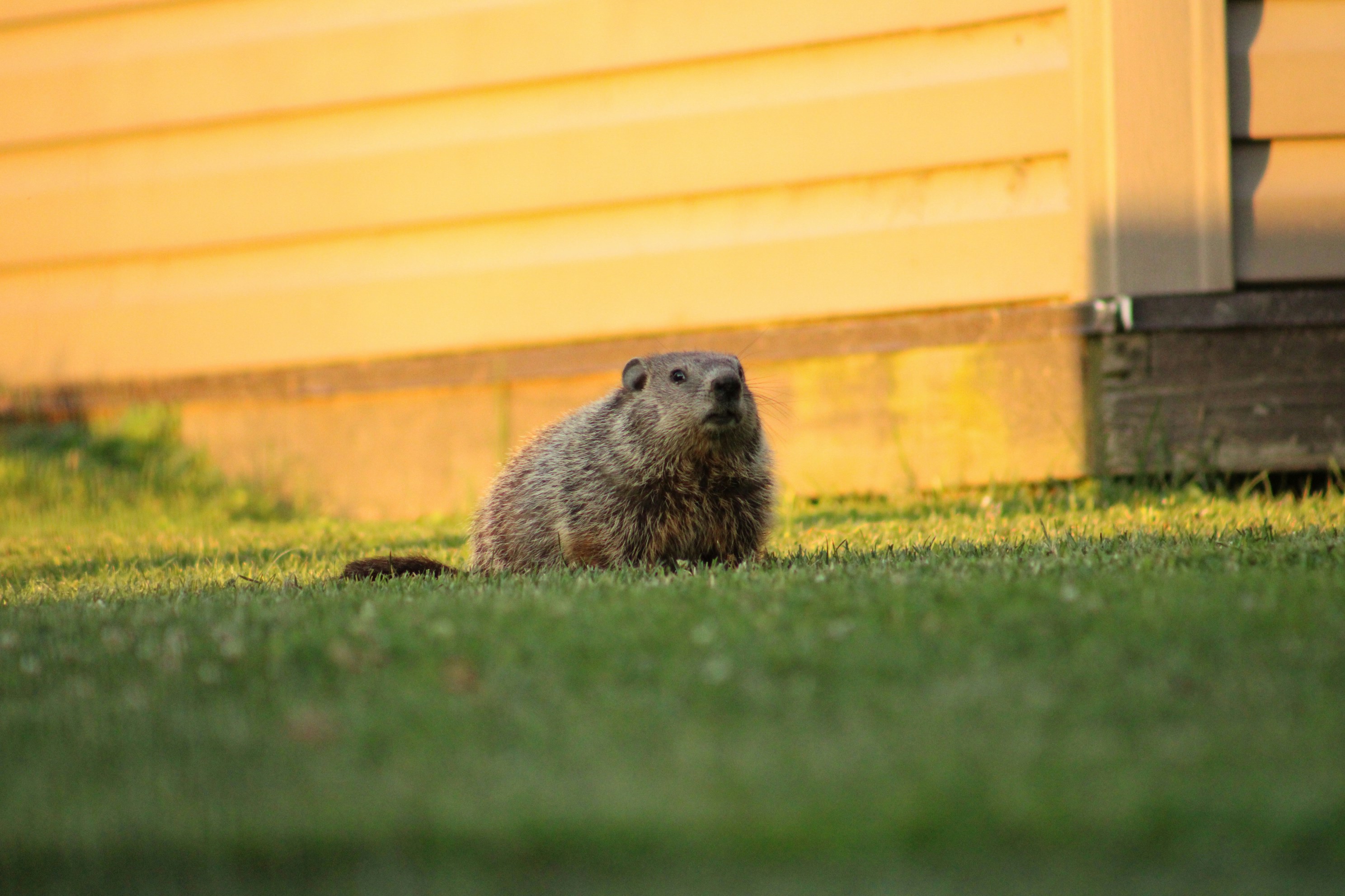A groundhog sitting in the grass in front of a house photo – Free ...