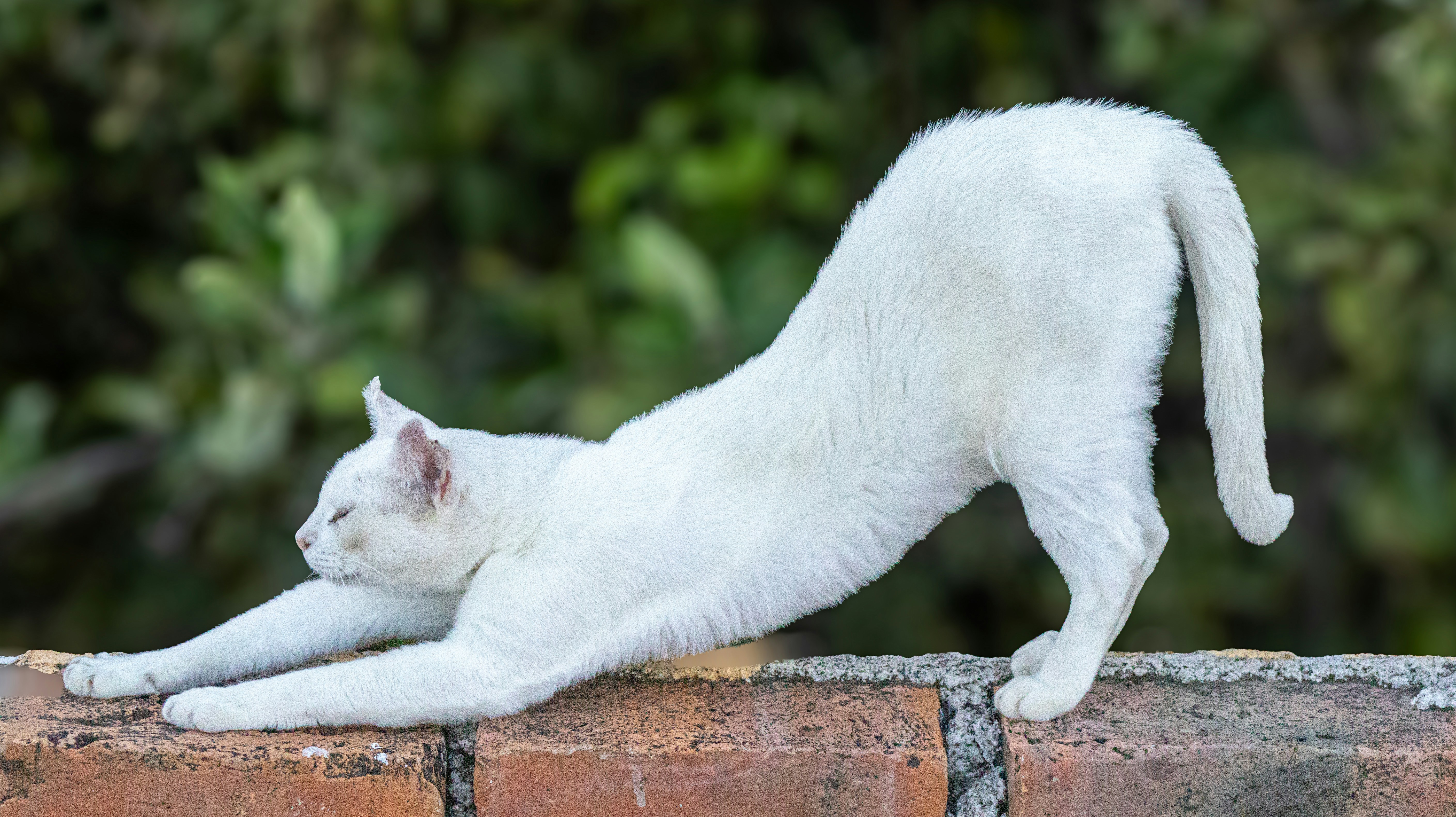 White cat stretching on a brick wall with lush greenery in the background.