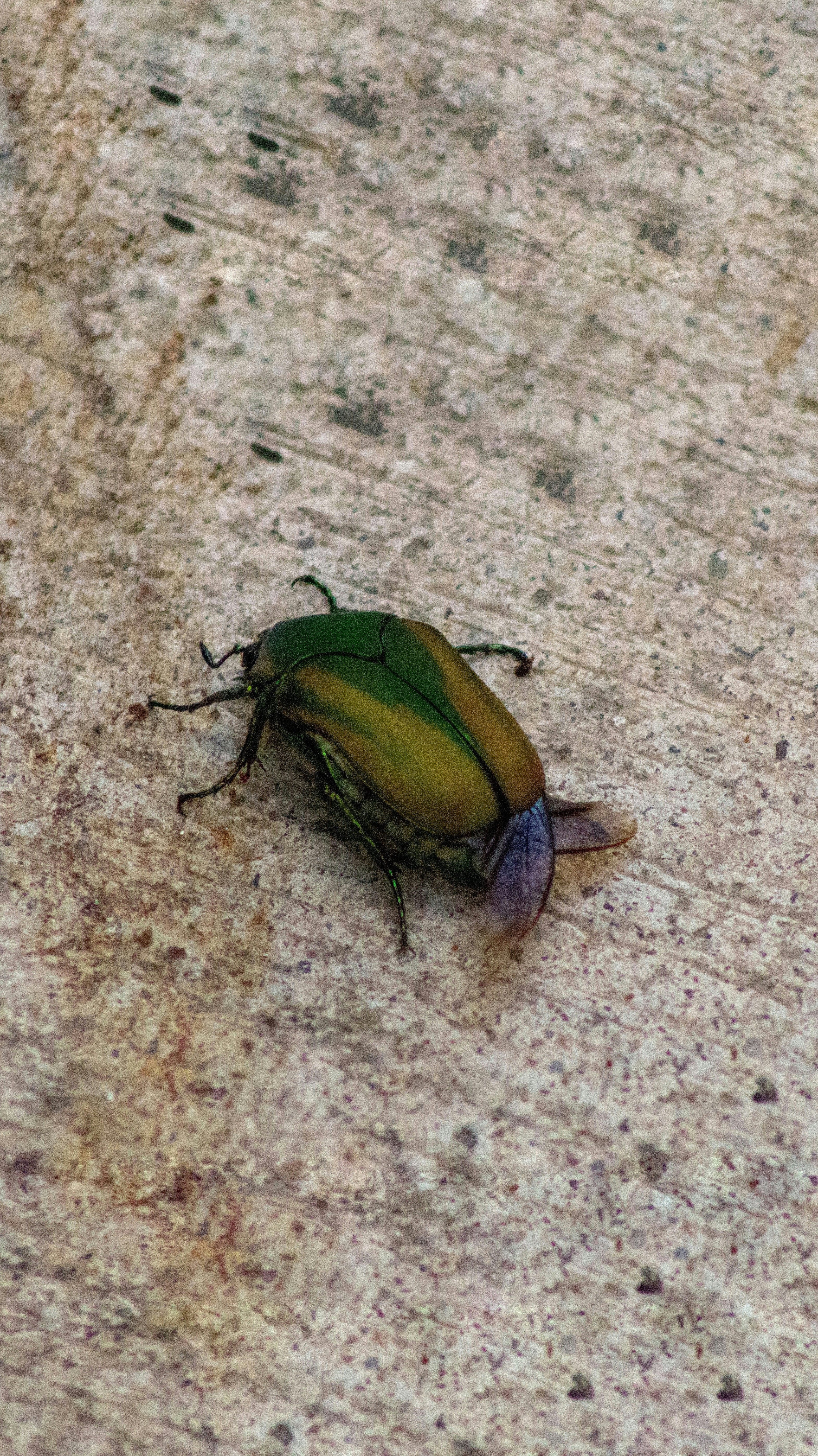 Emerald Scarab on Weathered Concrete: A Tiny Jewel on a Rough Stage