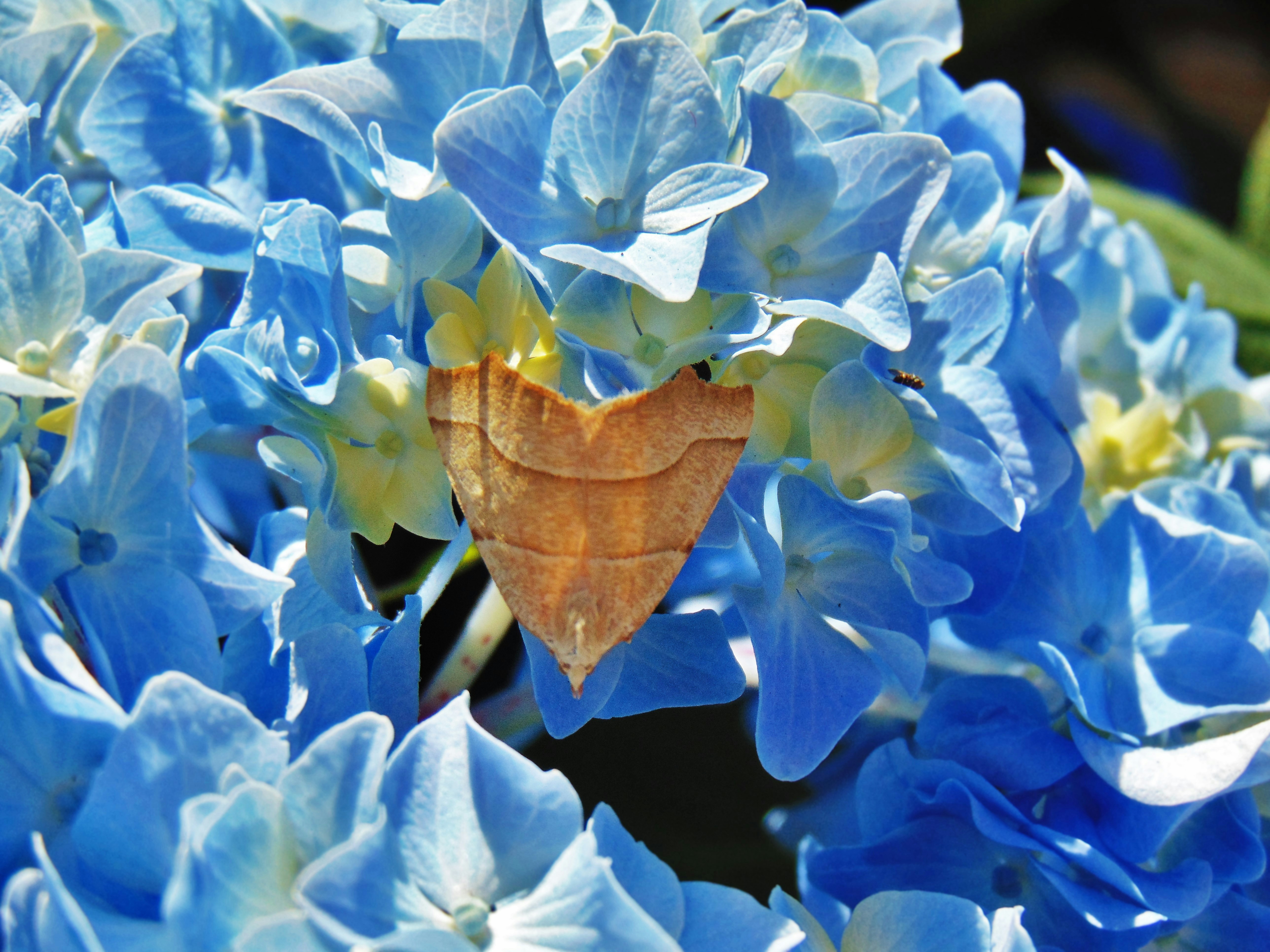 Butterfly resting on vibrant blue hydrangea flowers in sunlight.
