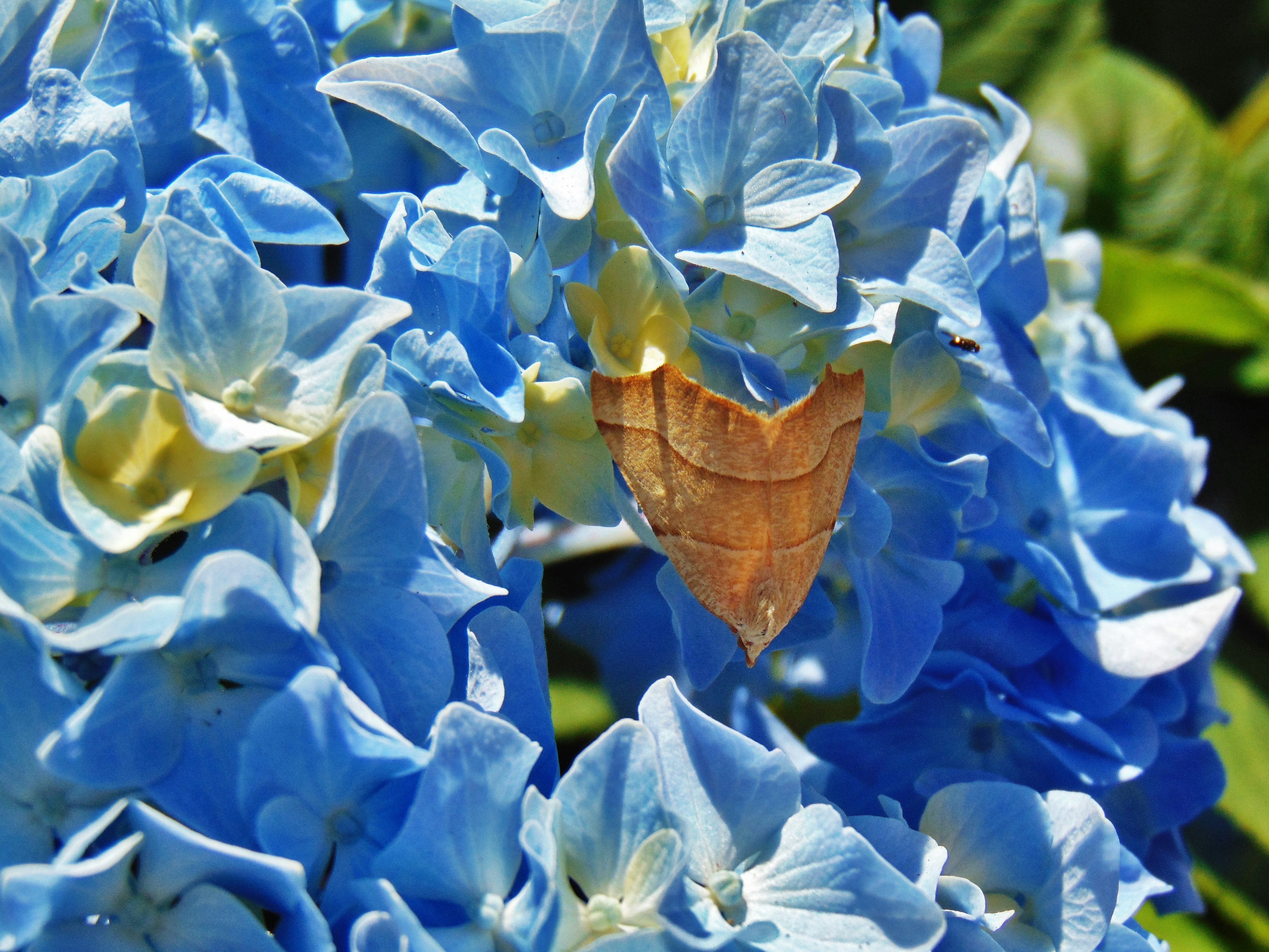 Close-up photograph of blue hydrangea blossoms with a dried brown leaf resting among the petals, highlighting color contrast and texture.