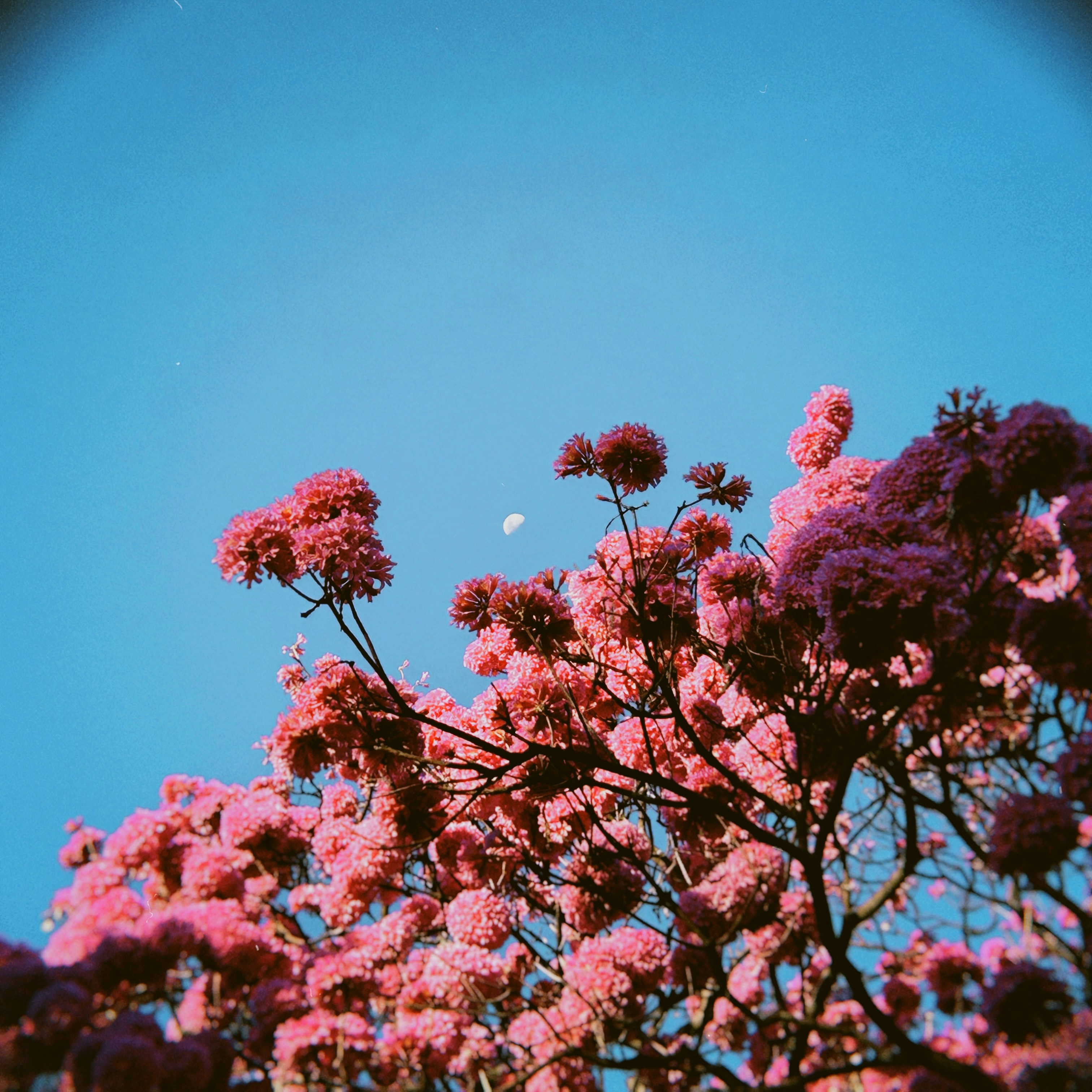 Moonlit Cherry Canopy: Pink Blossoms Against Cerulean Sky