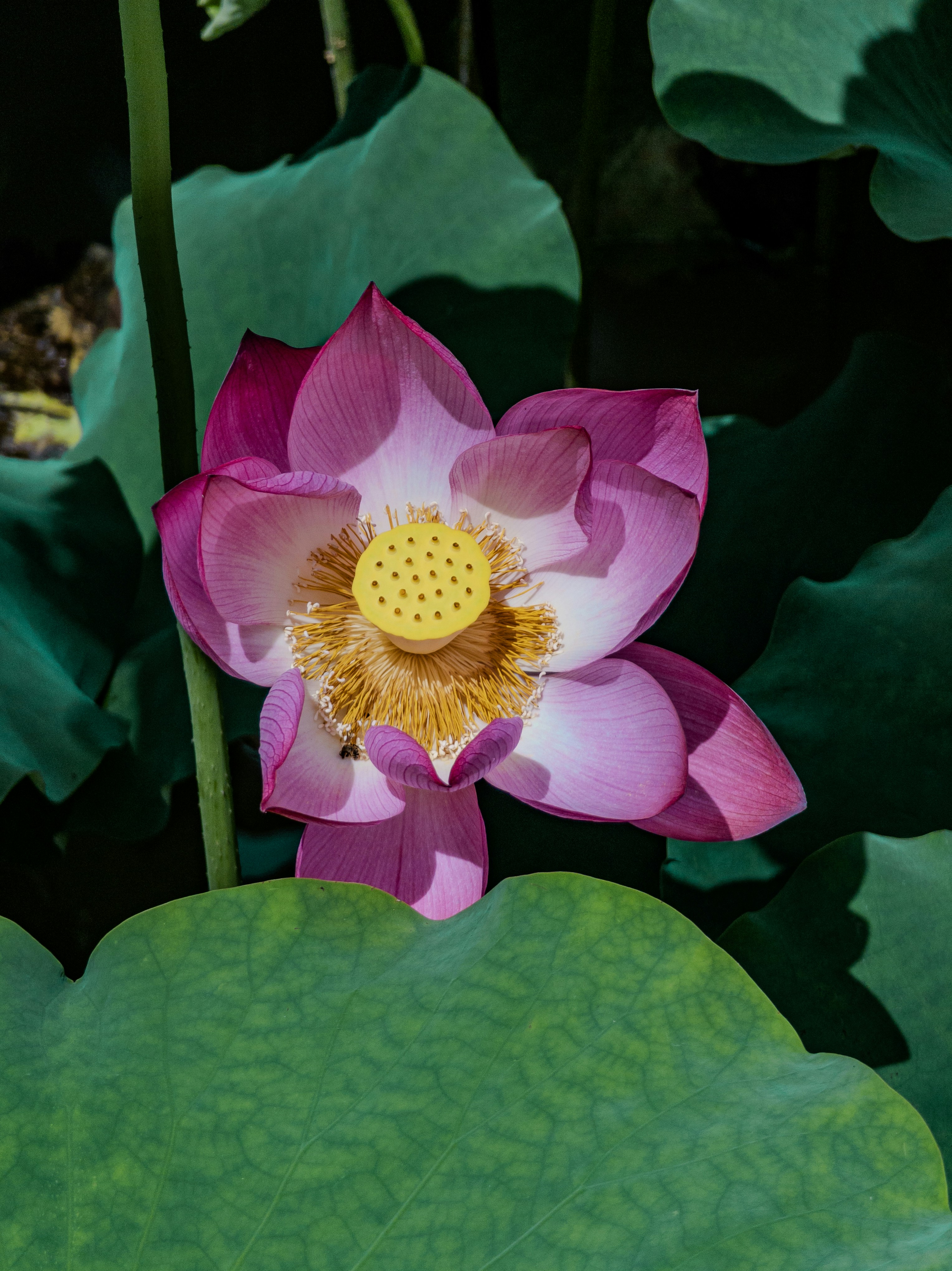 Sample photo from Xiaomi 14 Ultra