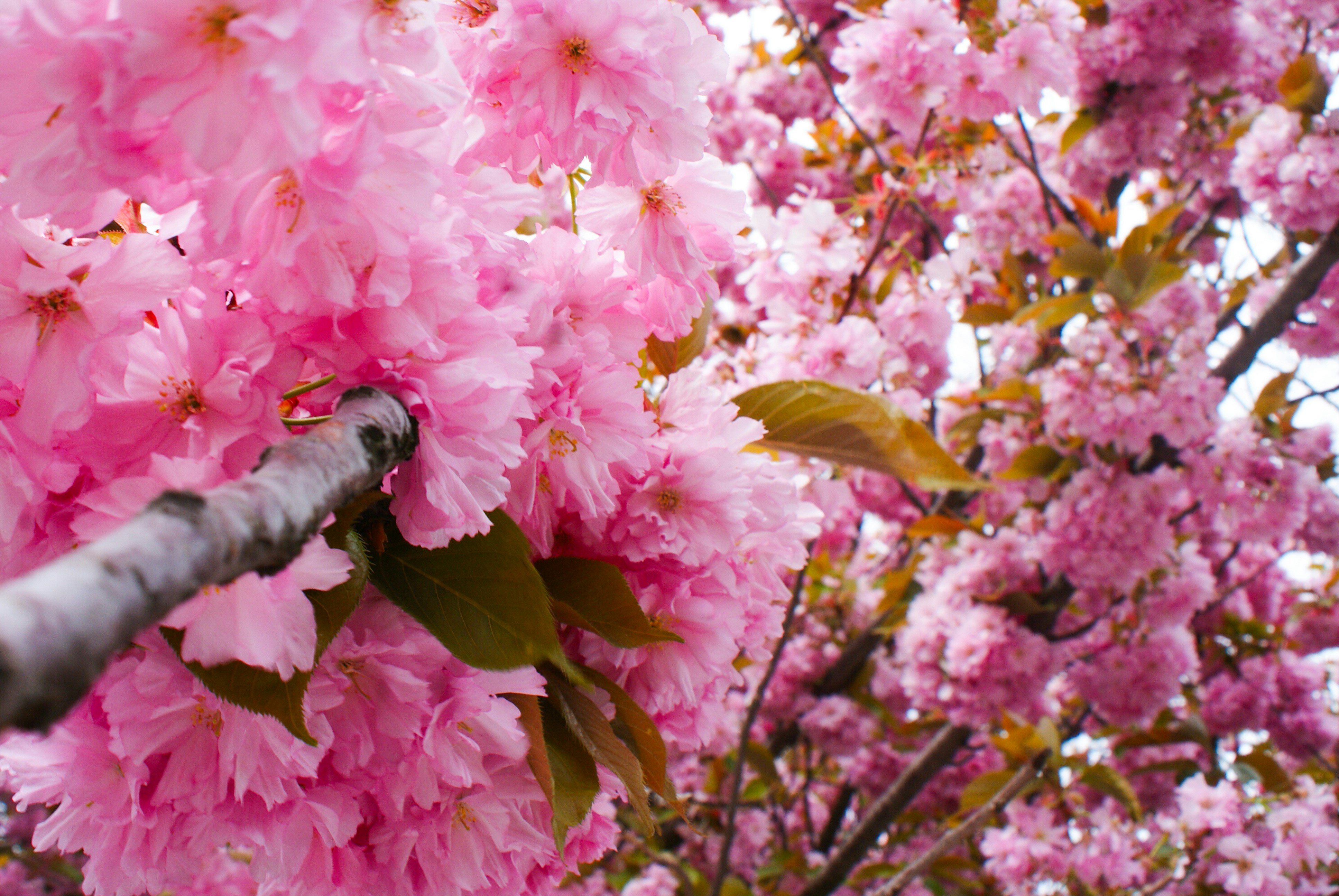 Petal Cascade Under a Pink Cherry Blossom Canopy
