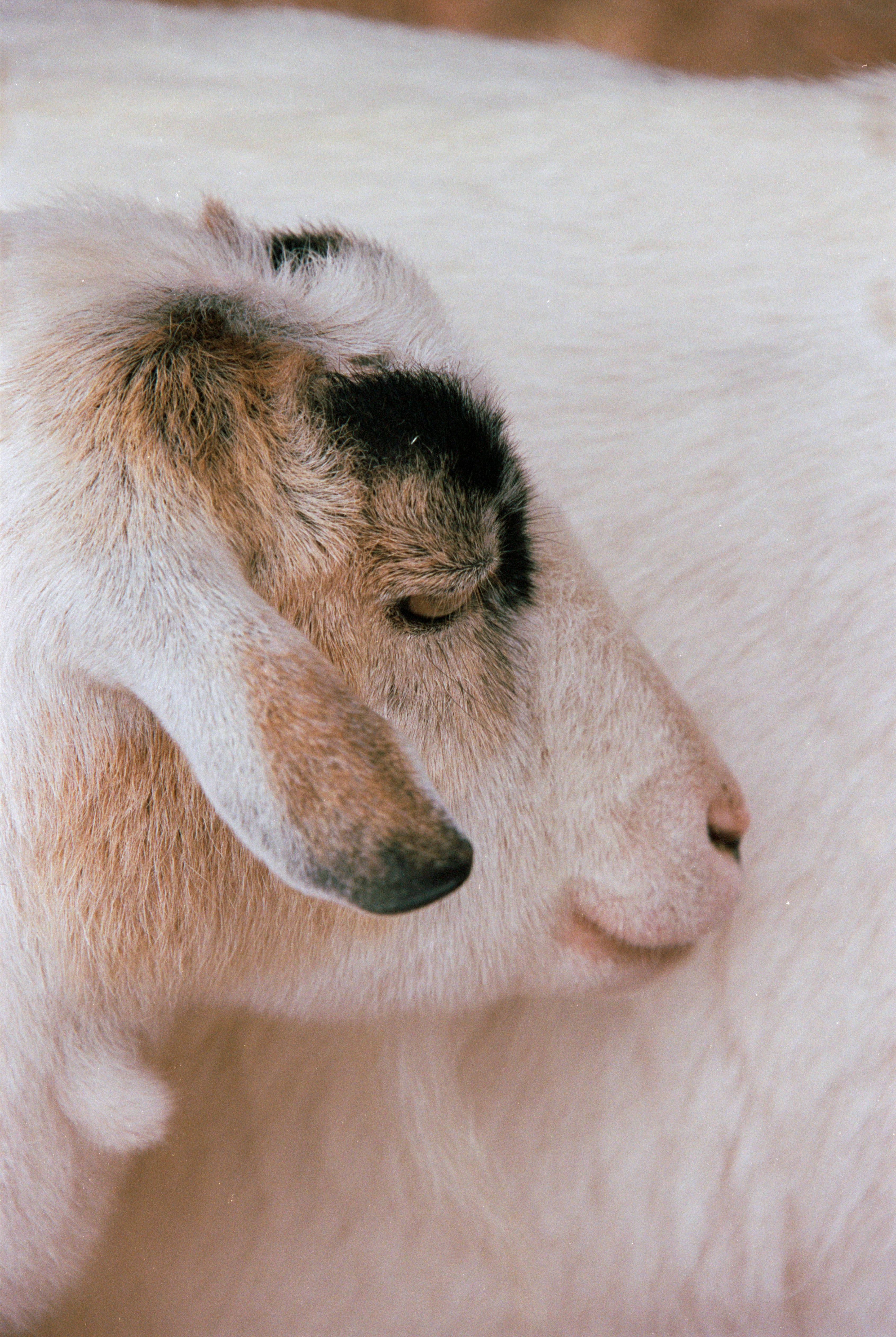 Close-up photograph of a goat's head in soft, warm light, emphasizing the fur texture and calm profile.
