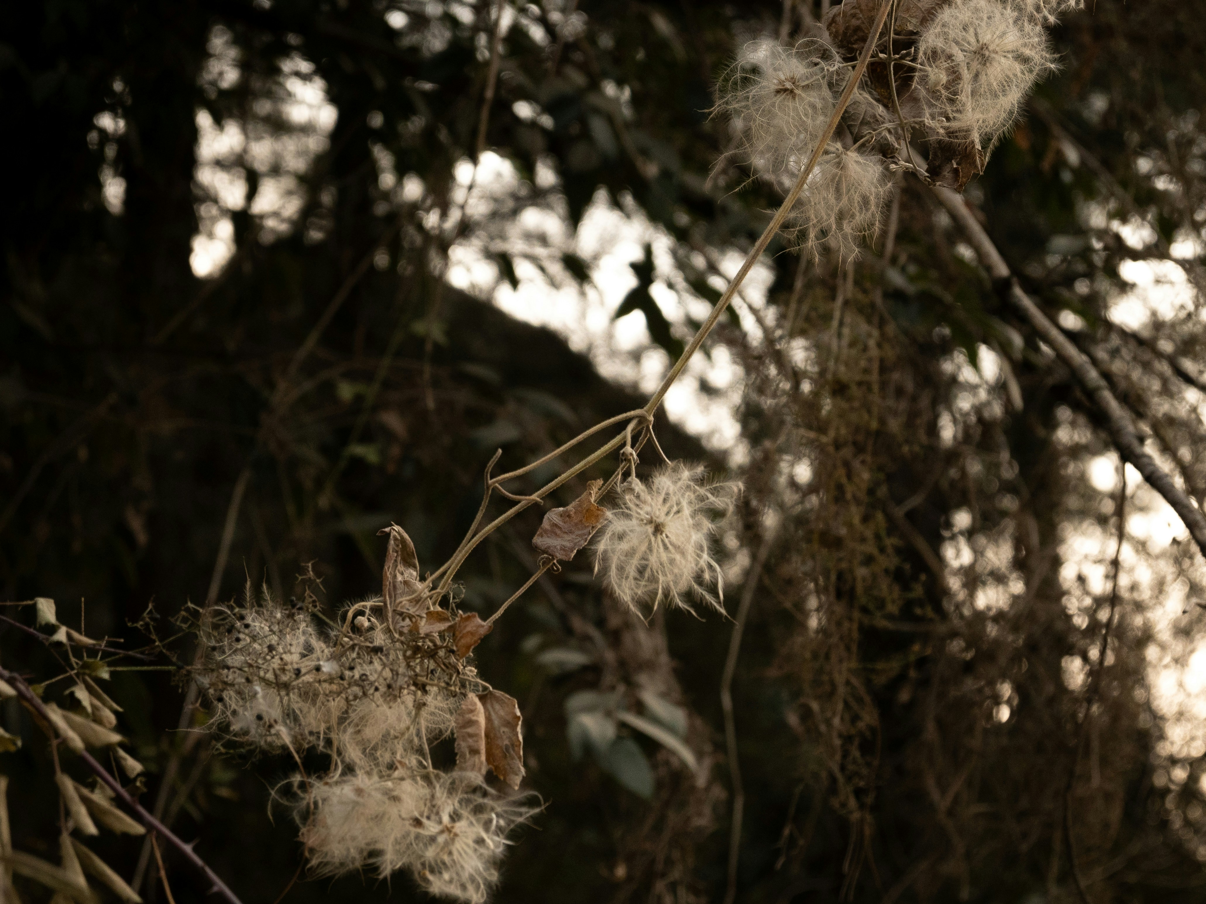 Capturing nature's subtle beauty.