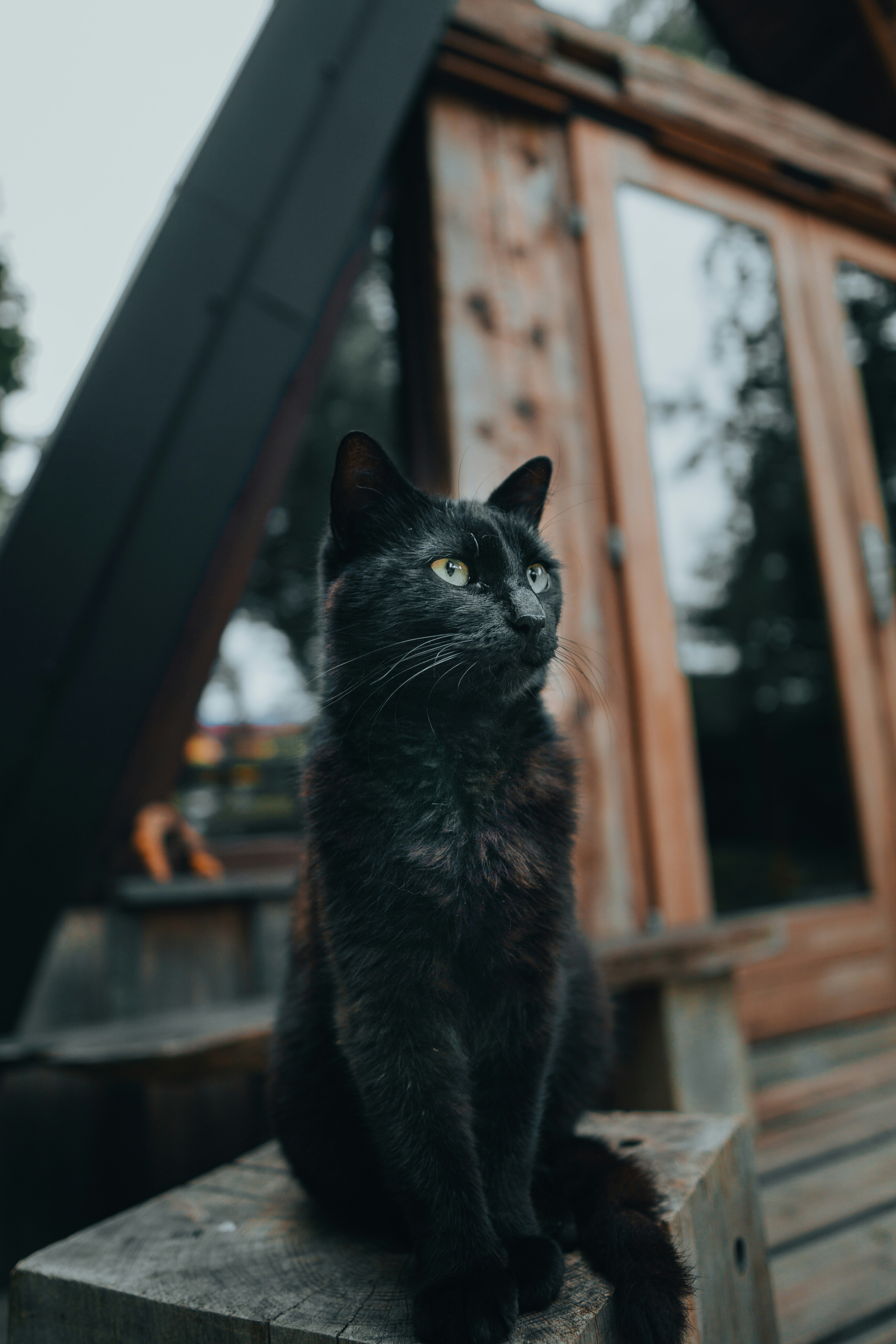 Mid-Afternoon Watcher: Black Cat Amid Wooden Frames