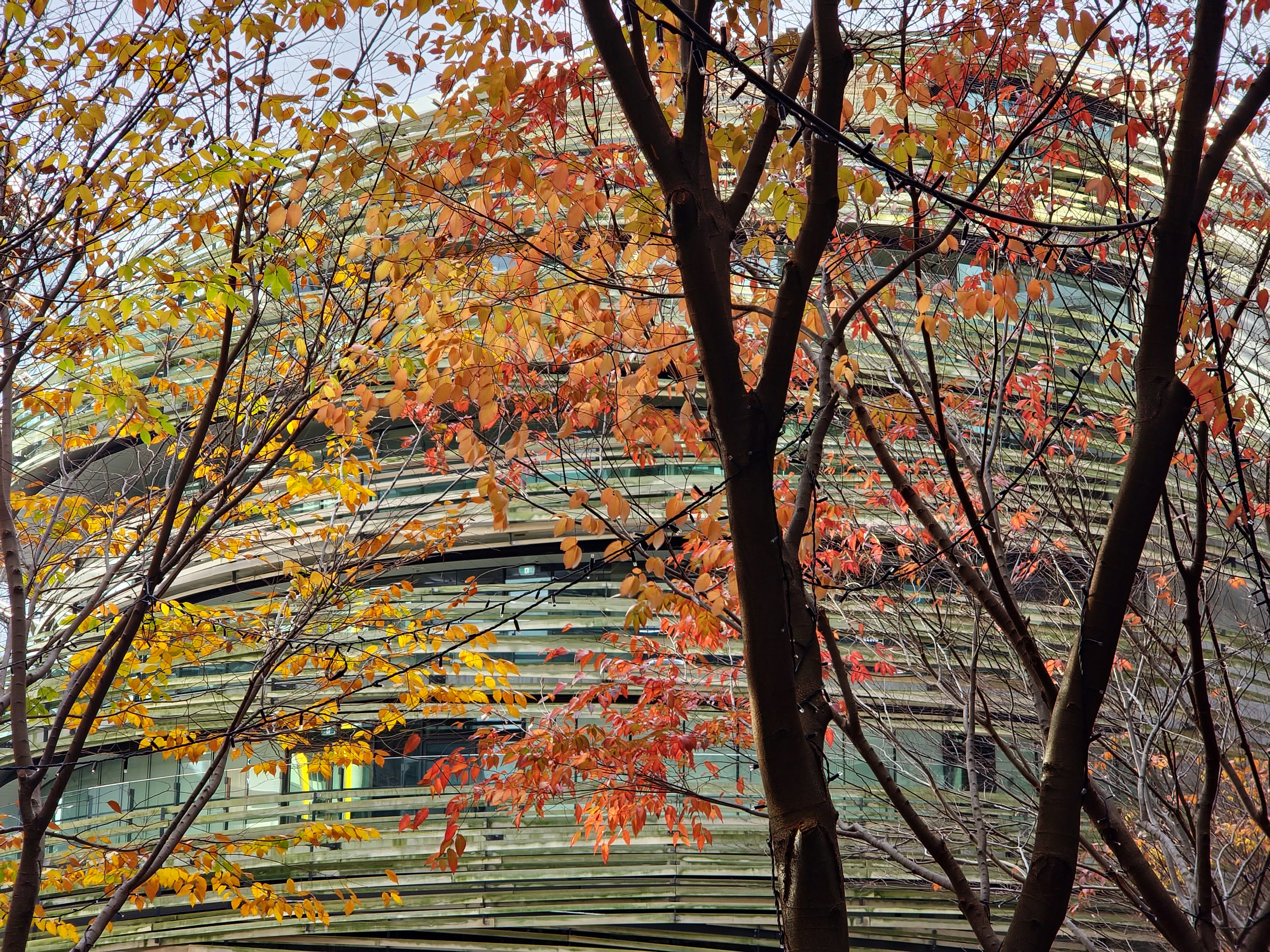 A large building surrounded by trees and leaves photo – Free Natural ...