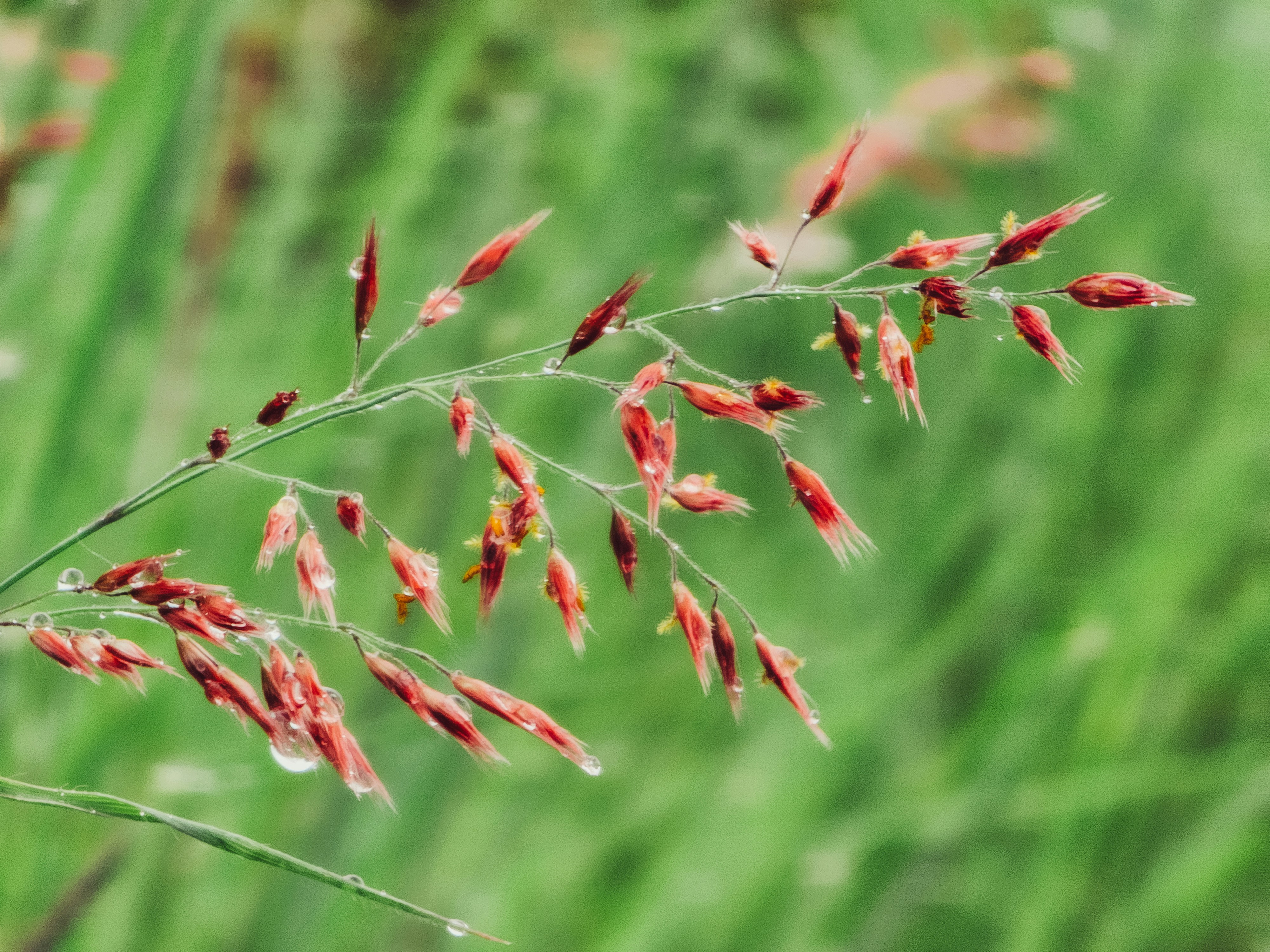 Crimson Seedlets Dancing on a Diagonal Stem Against Green Blur