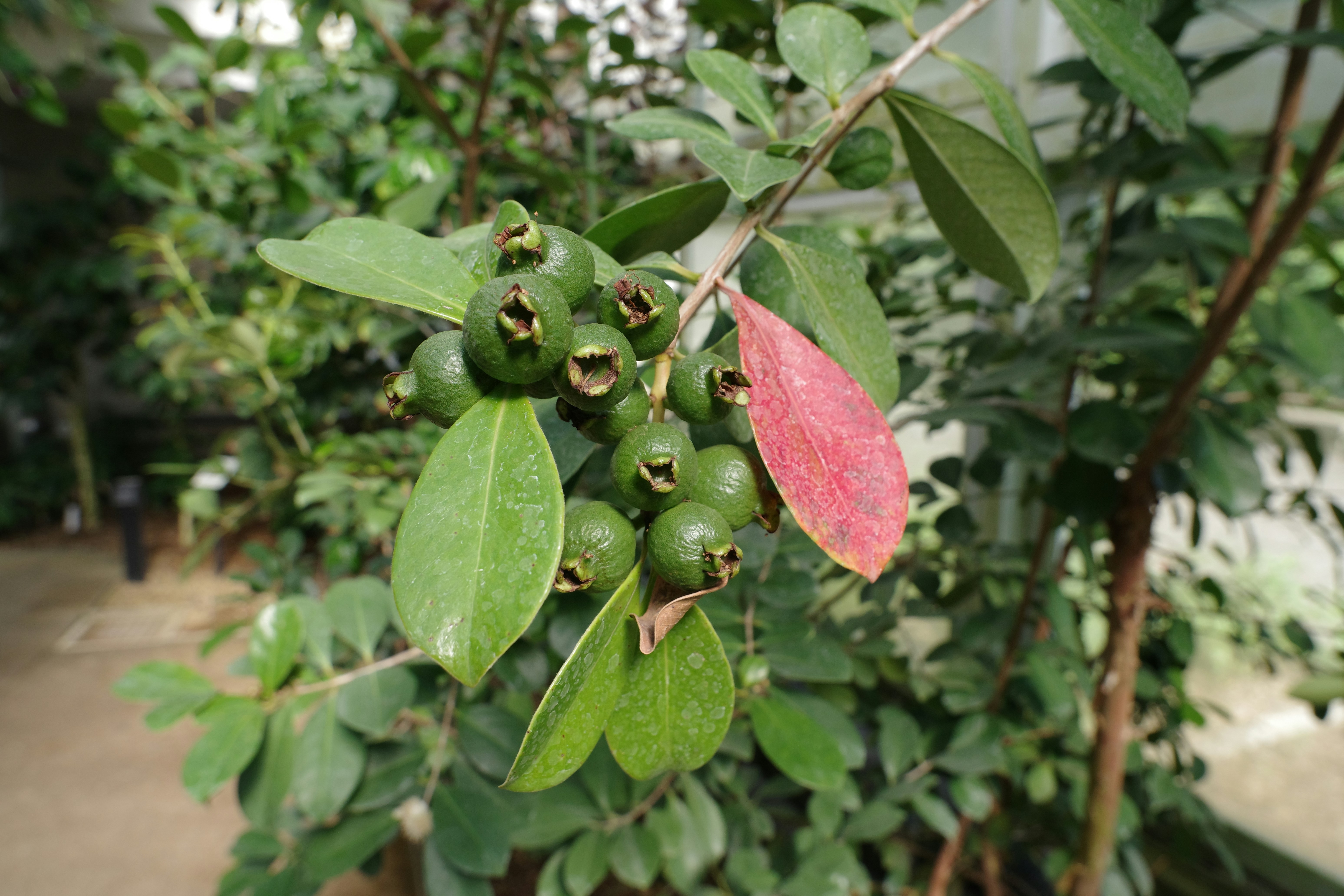 Nature's Hidden Gems: The Guava Cluster