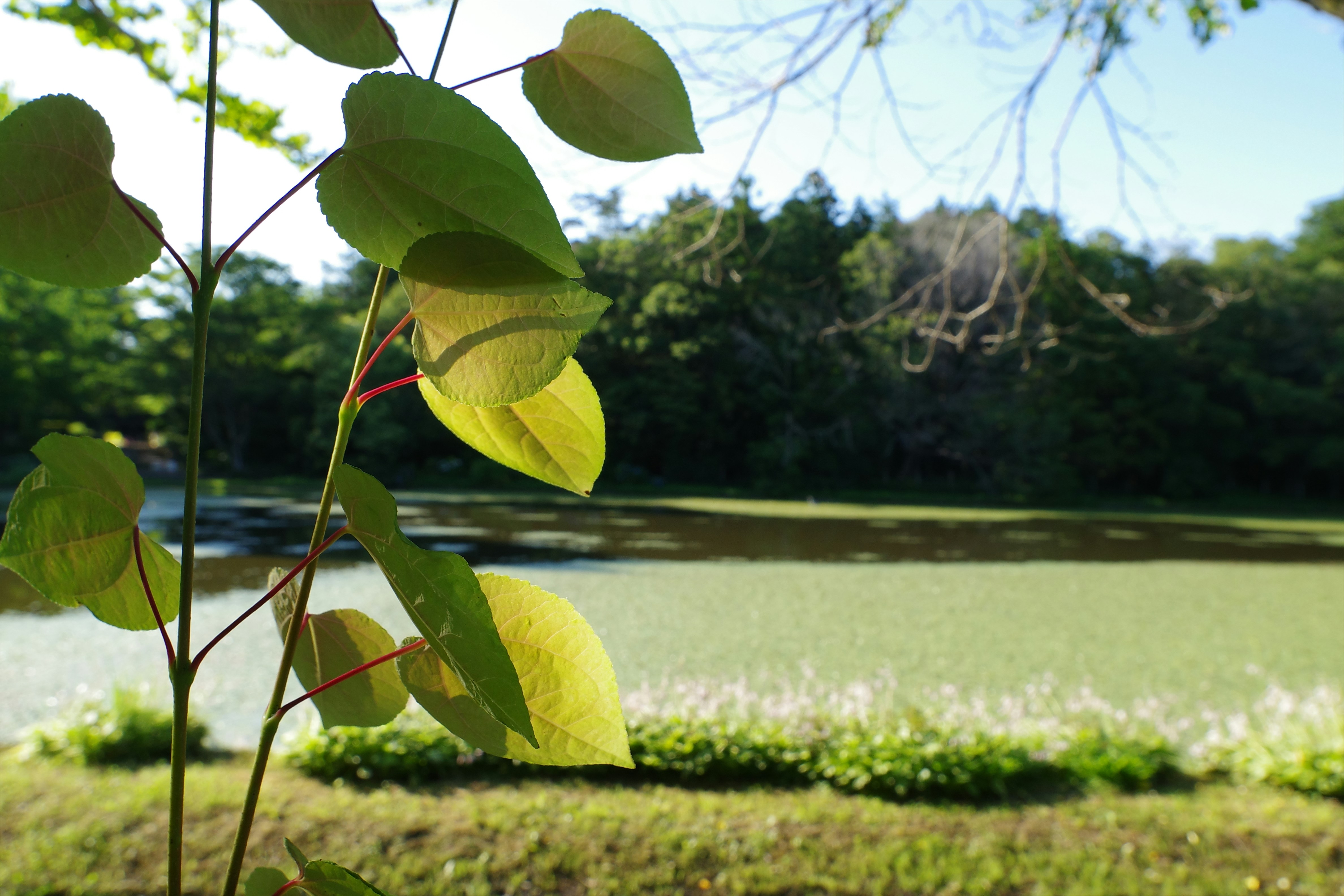 Leaf in Focus at the Pond's Edge: A Quiet Play of Light and Green