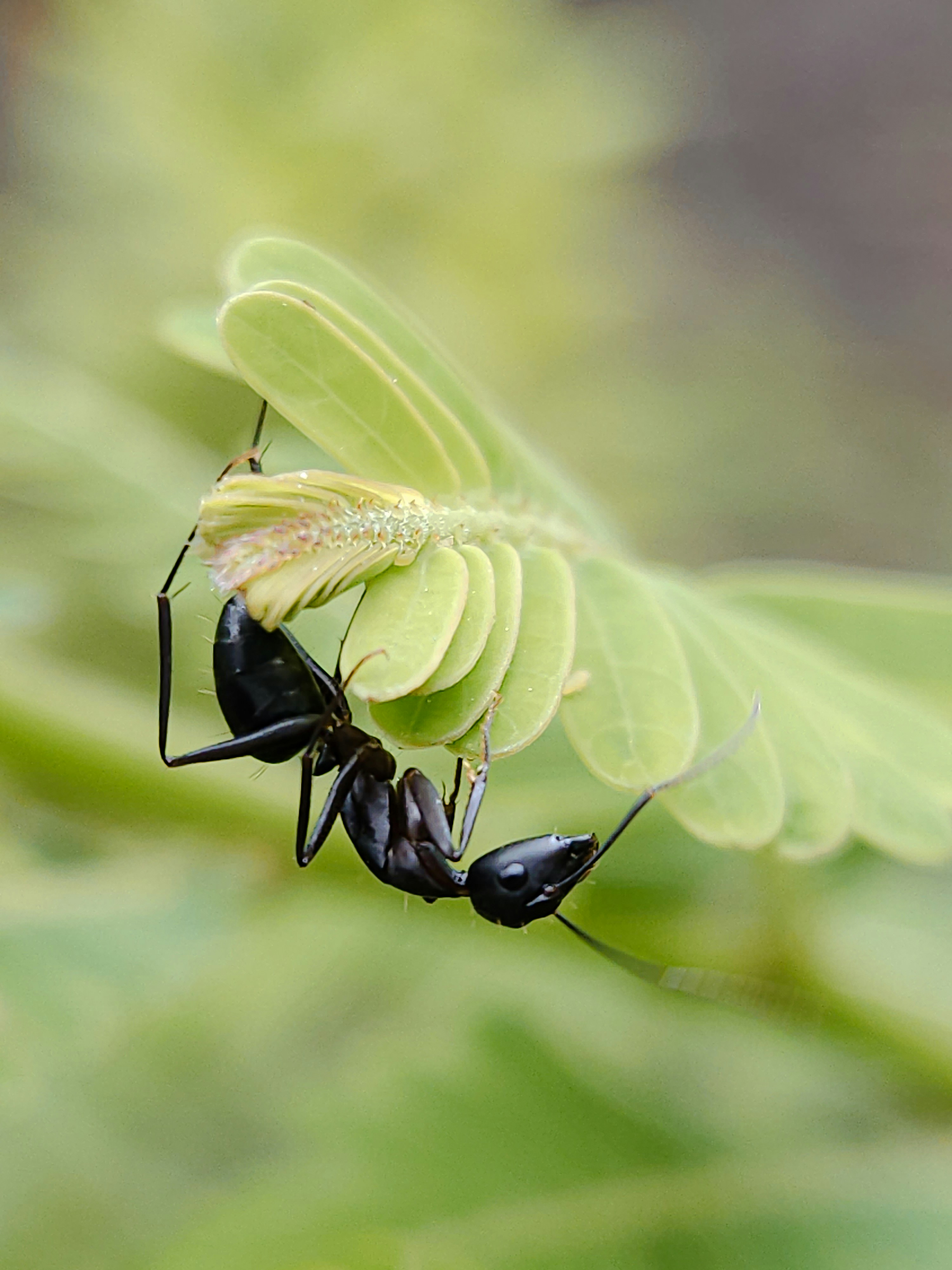 A couple of black bugs standing on top of a green leaf photo – Free ...