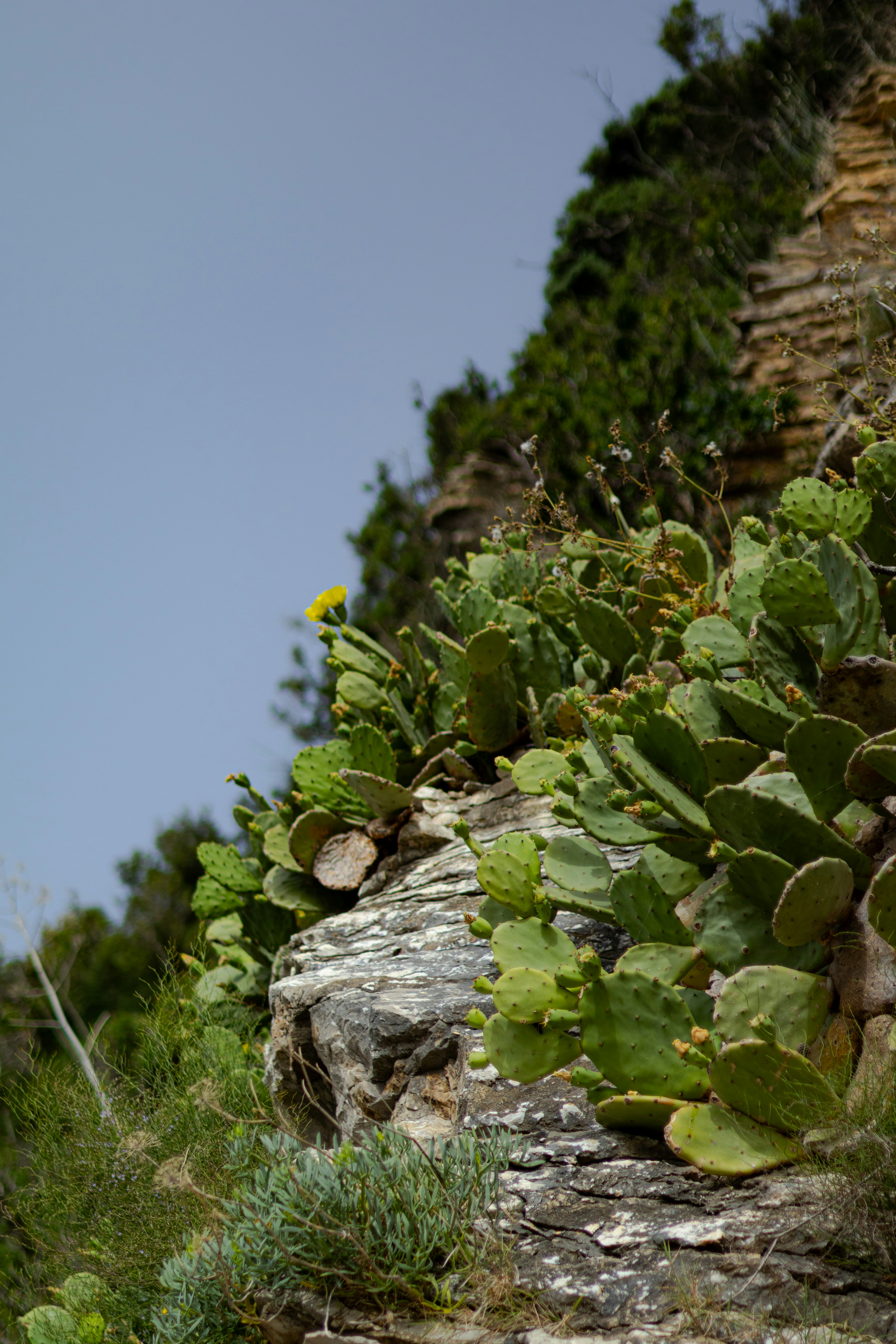A photograph shows a rocky ledge densely covered in prickly pear cacti and low shrubs under a clear blue sky. A single yellow bloom stands out among the greens.