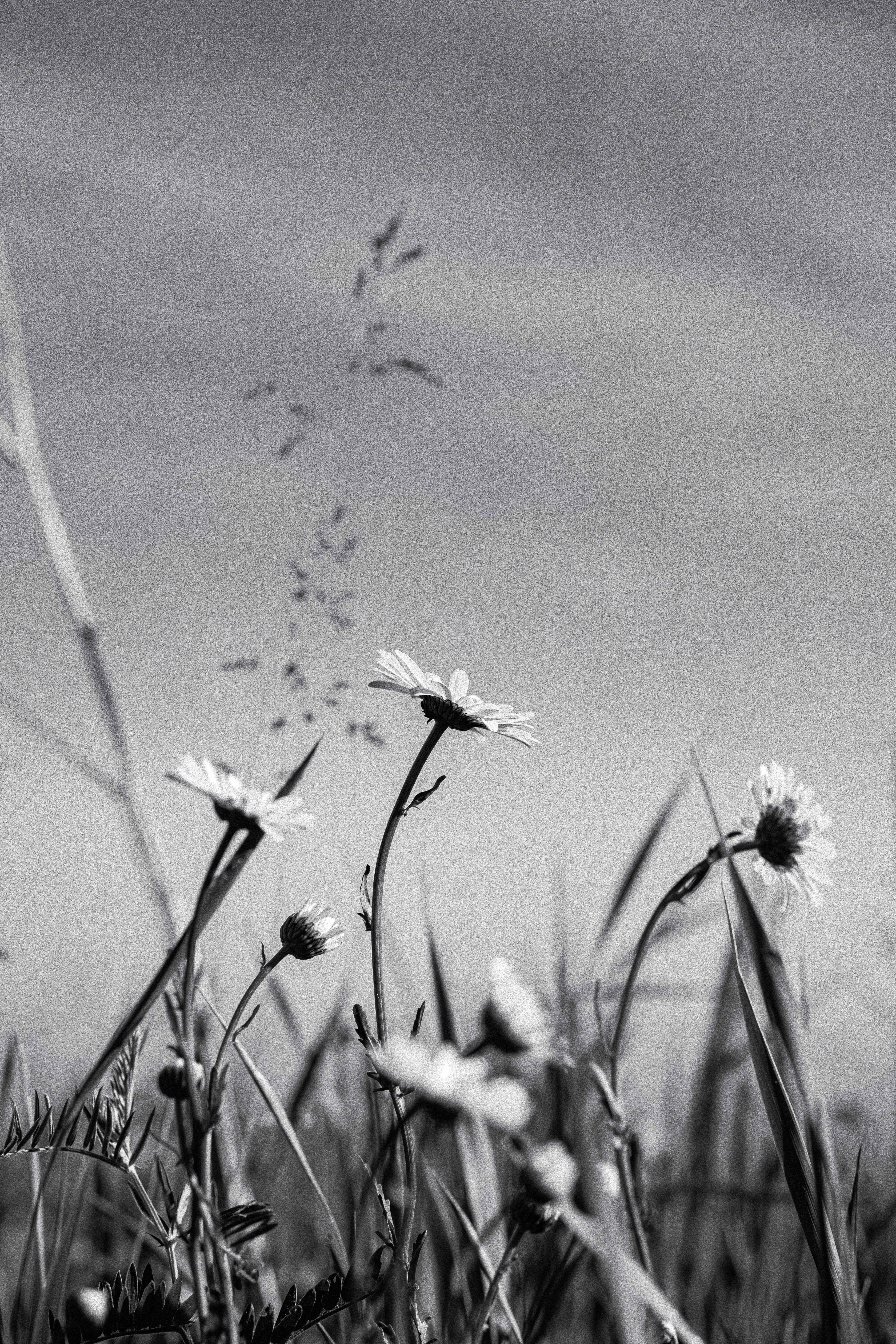 Monochrome Meadow: Daisies Stand Against a Windy Sky