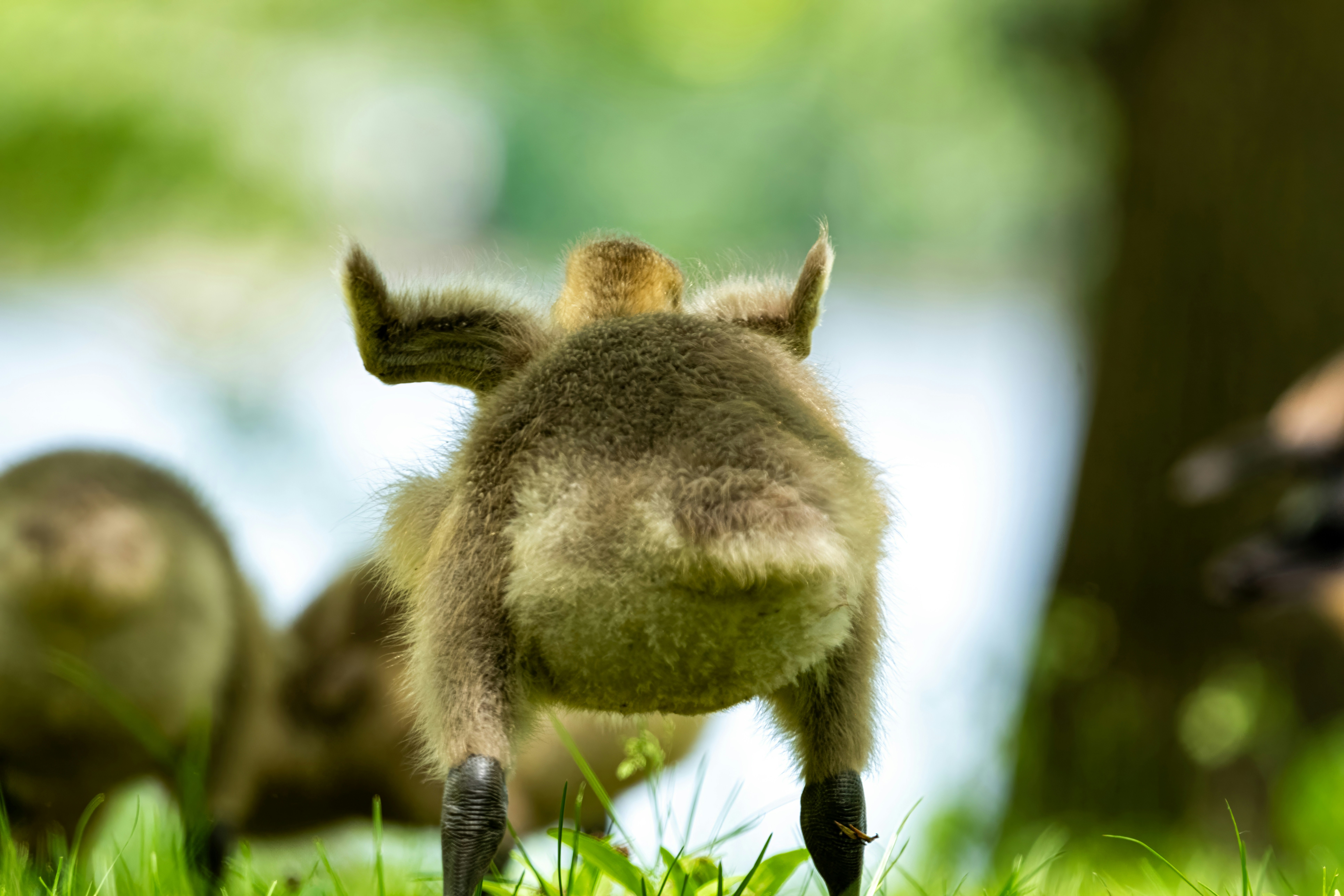 Rear-View in the Sunlit Glade: A Wallaby Joey in Mossy Grass