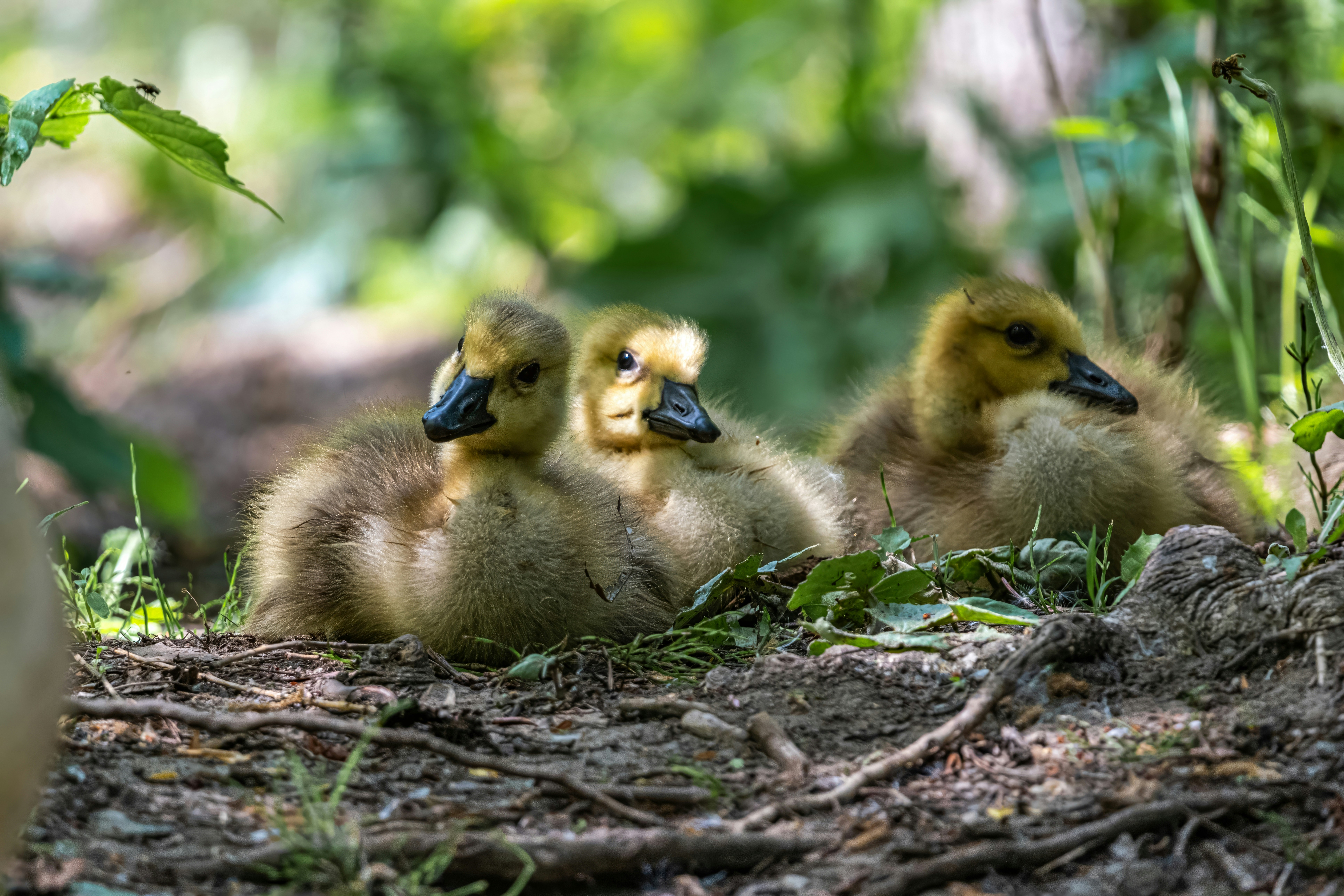 A group of ducklings sitting on the ground photo – Free Goose Image on ...