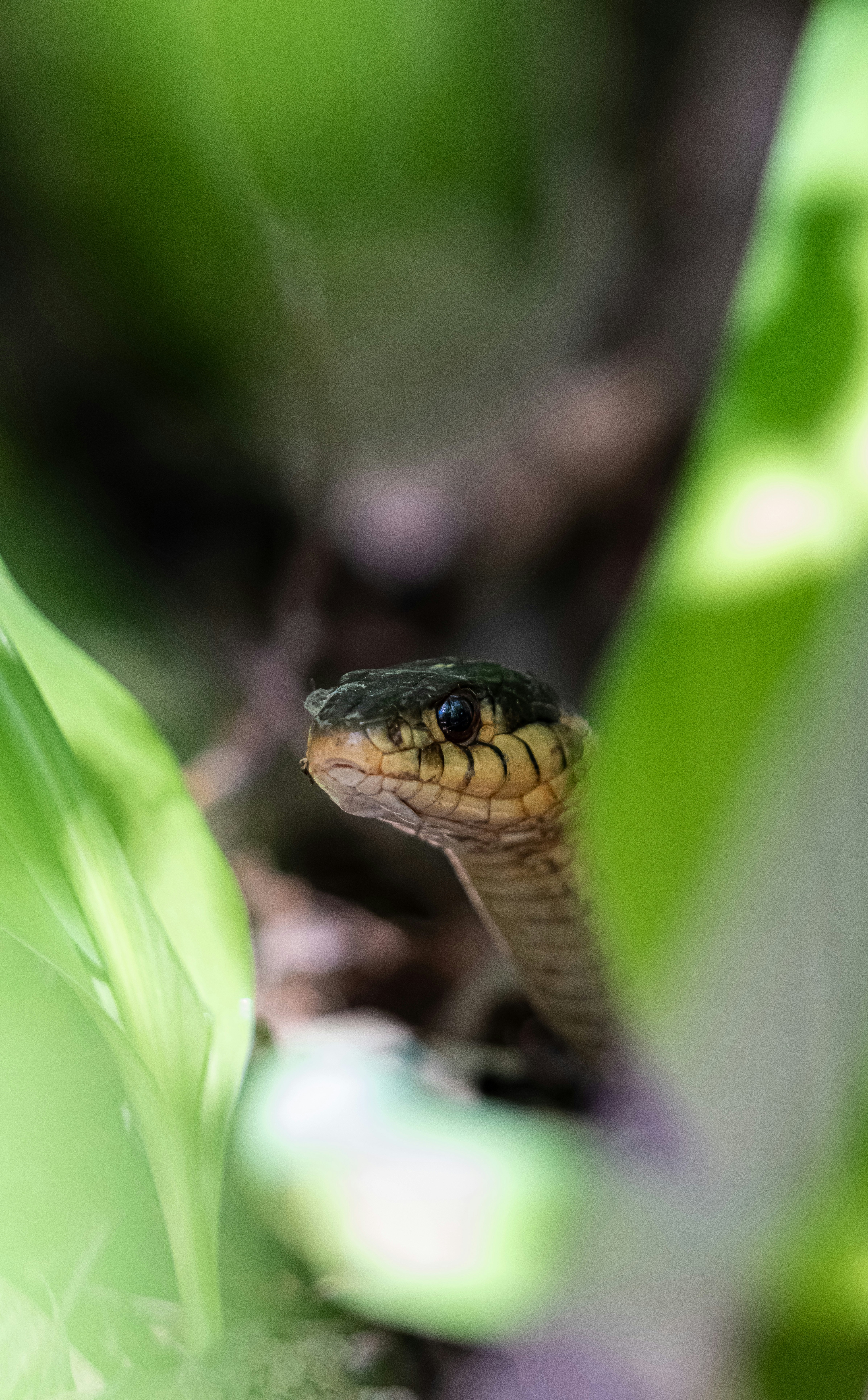 Coiled Watch: a Snake Peering Through Green Veil