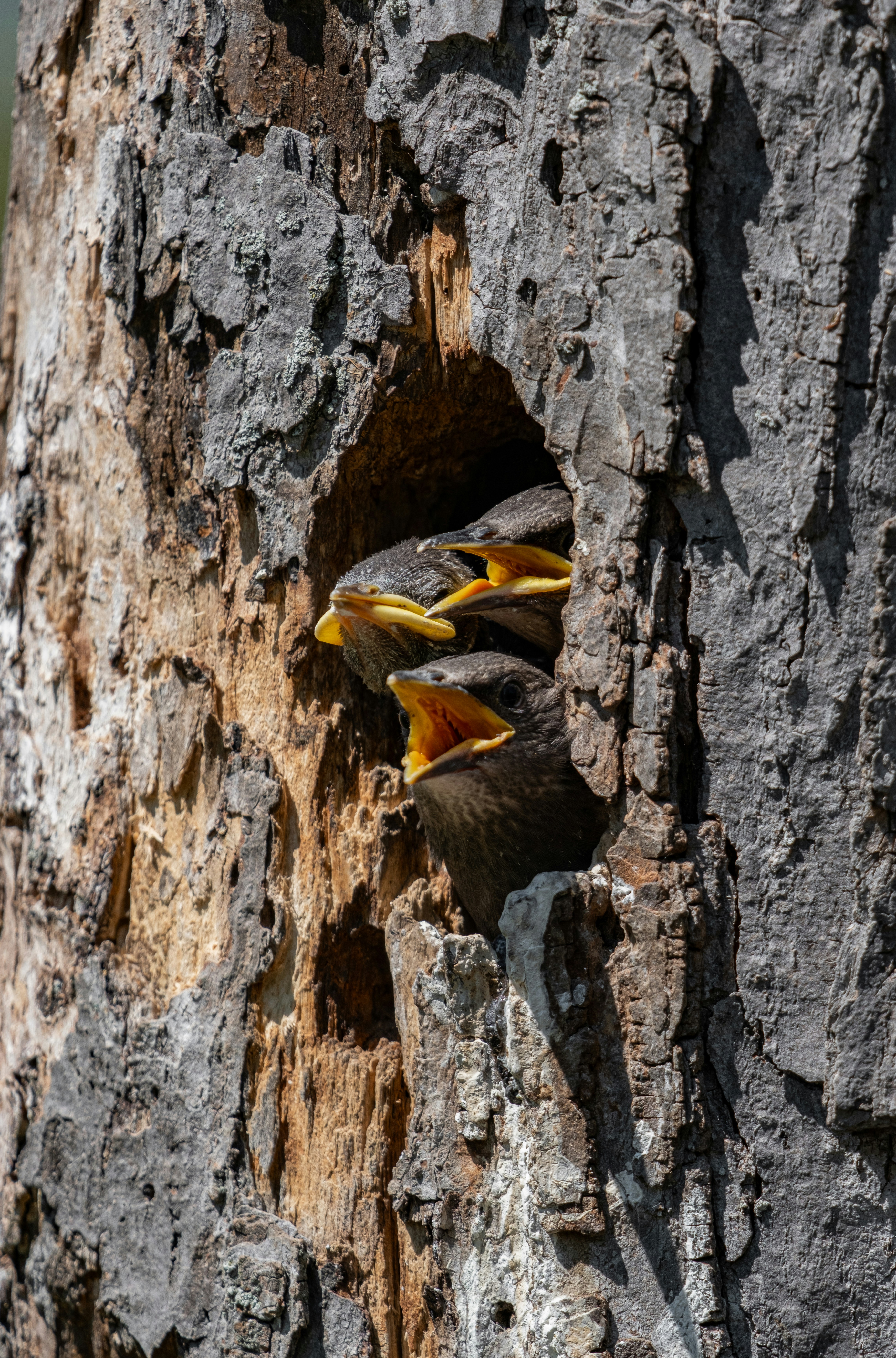 Beak-Burst: Three Hatchlings Peeking from a Bark-Cavity