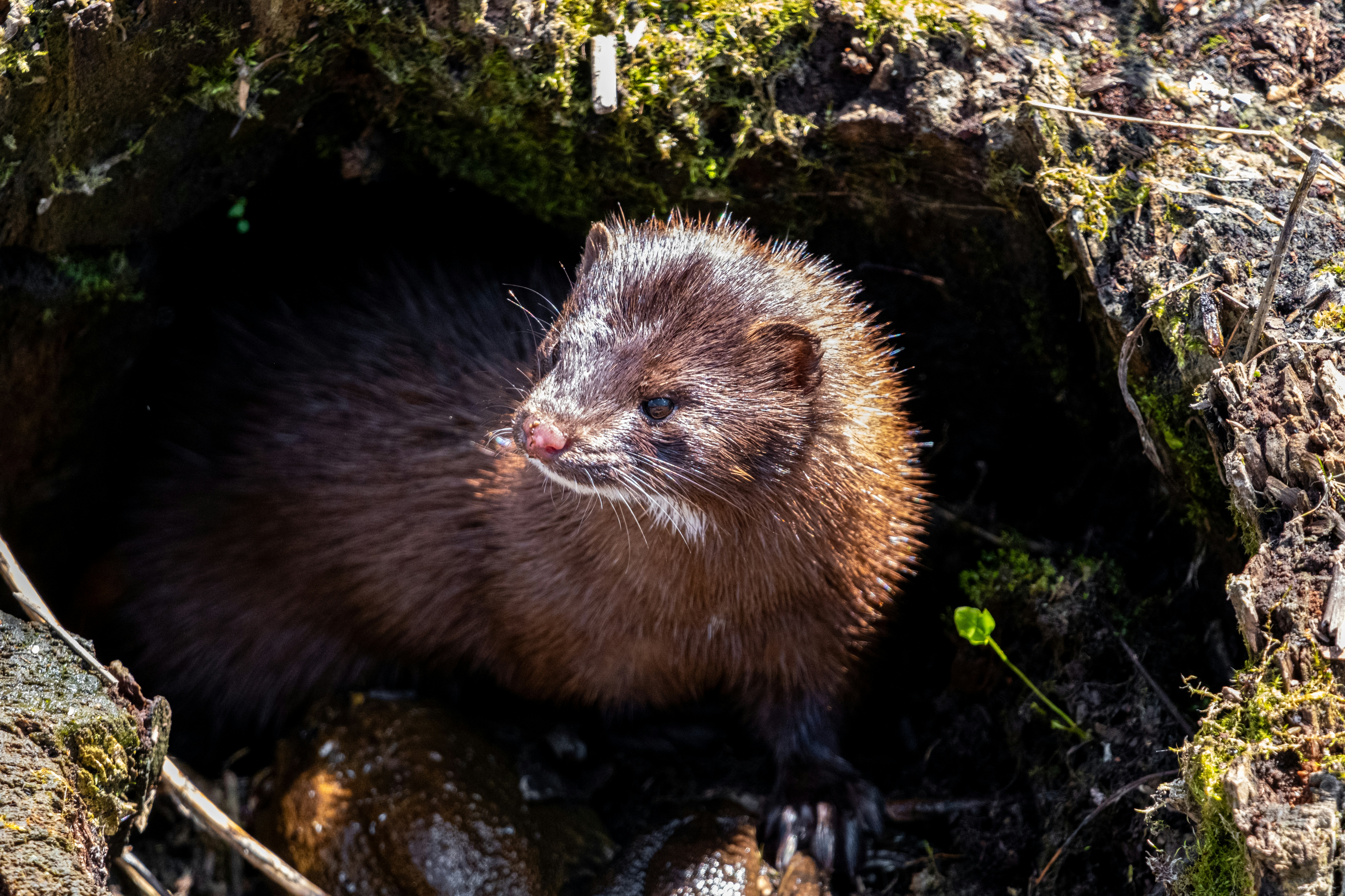 Hunts are still menacing minks and otters across England and Wales