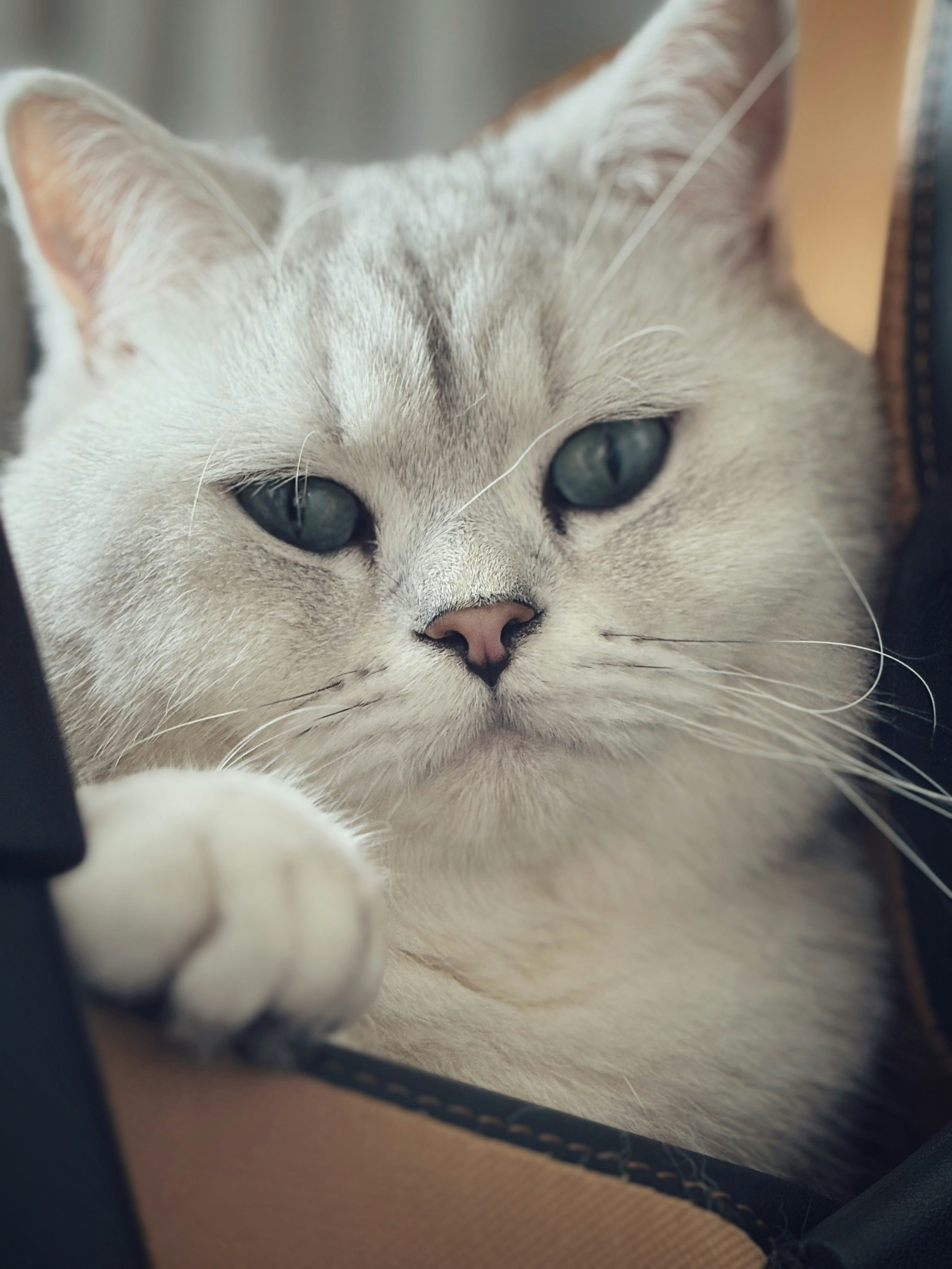 A white cat with blue eyes sitting in a chair photo – Free Cat Image on ...