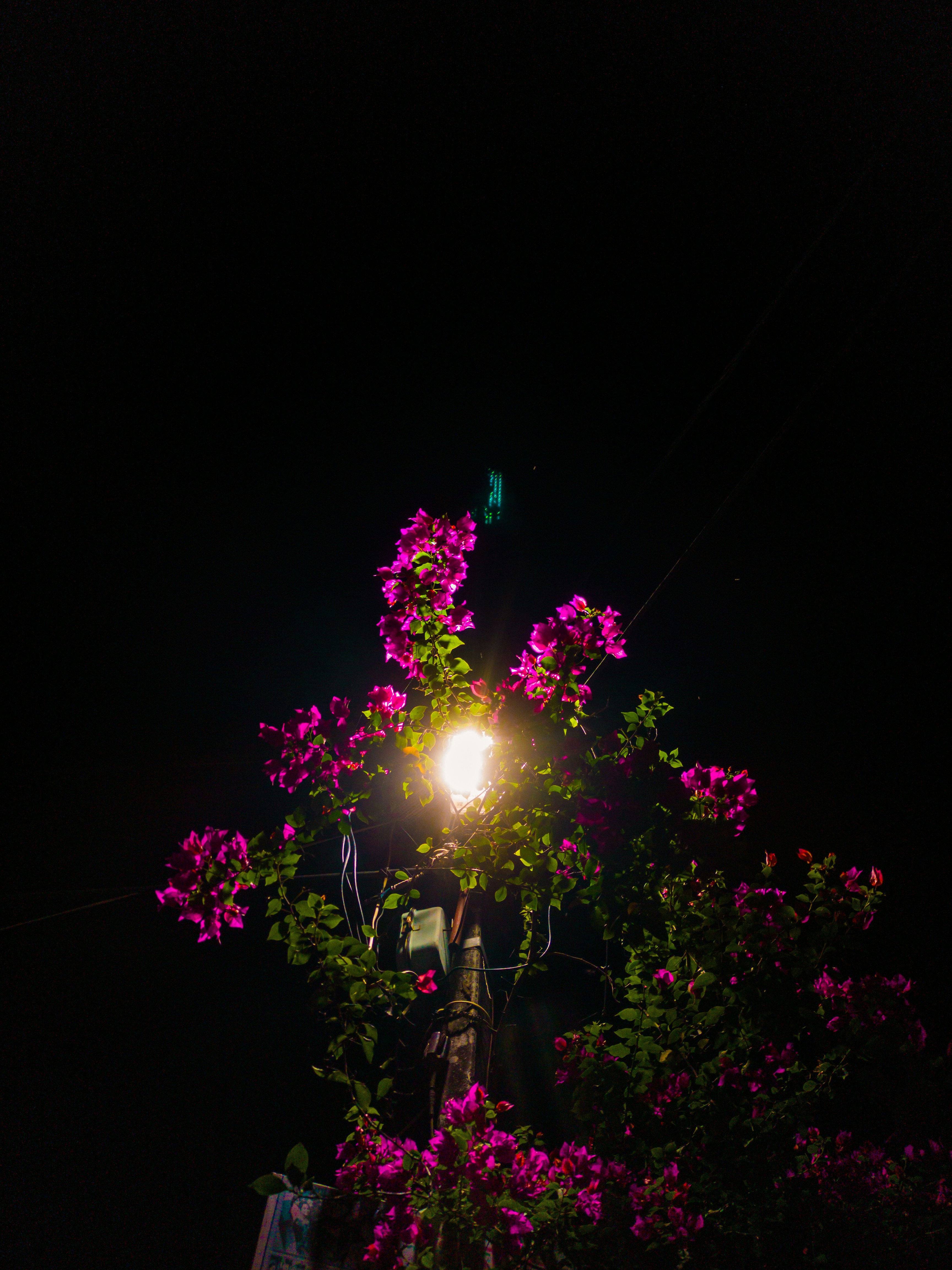 Bougainvillea blossoms frame a bright streetlamp in a dark nightscape. The photograph highlights warm glow and vibrant pinks against the surrounding shadows.