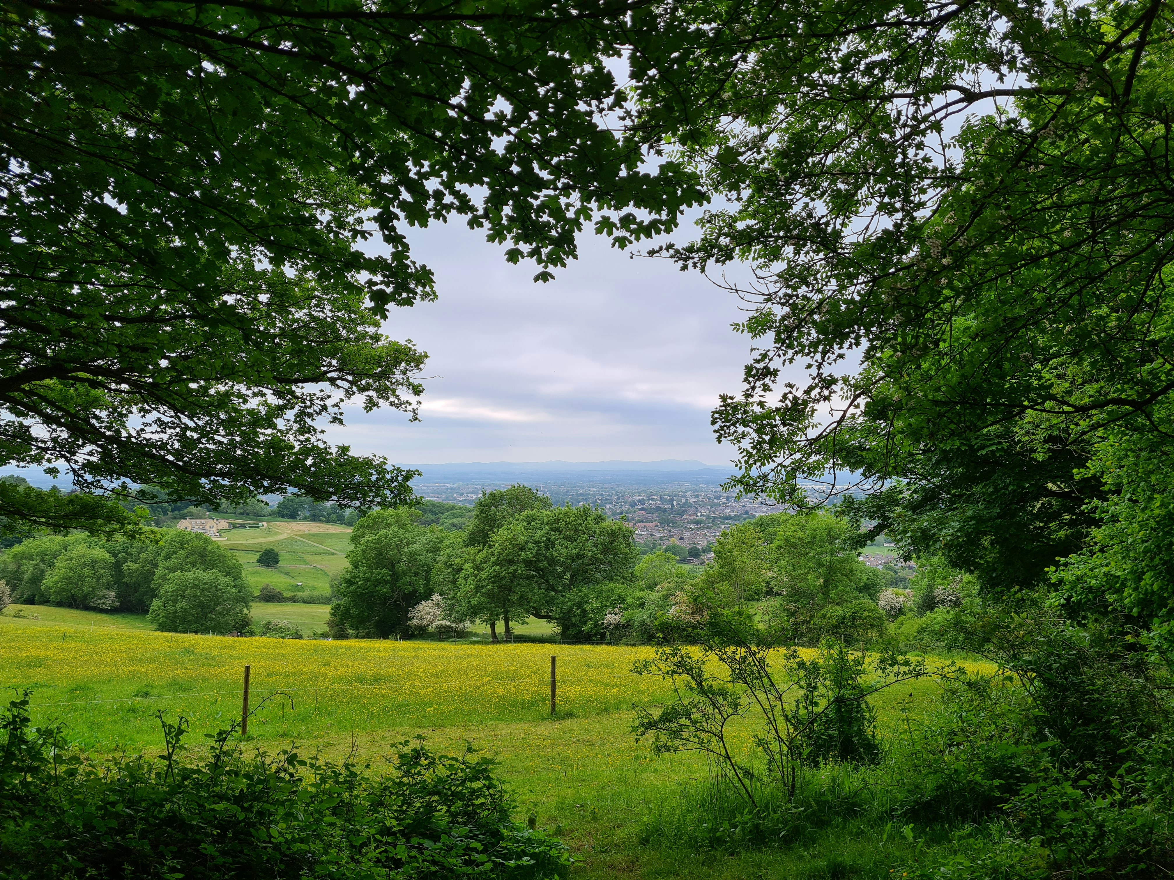 Lush green foliage frames a panoramic view of a distant cityscape under a cloudy sky. The vibrant meadow in the foreground adds depth to the landscape.