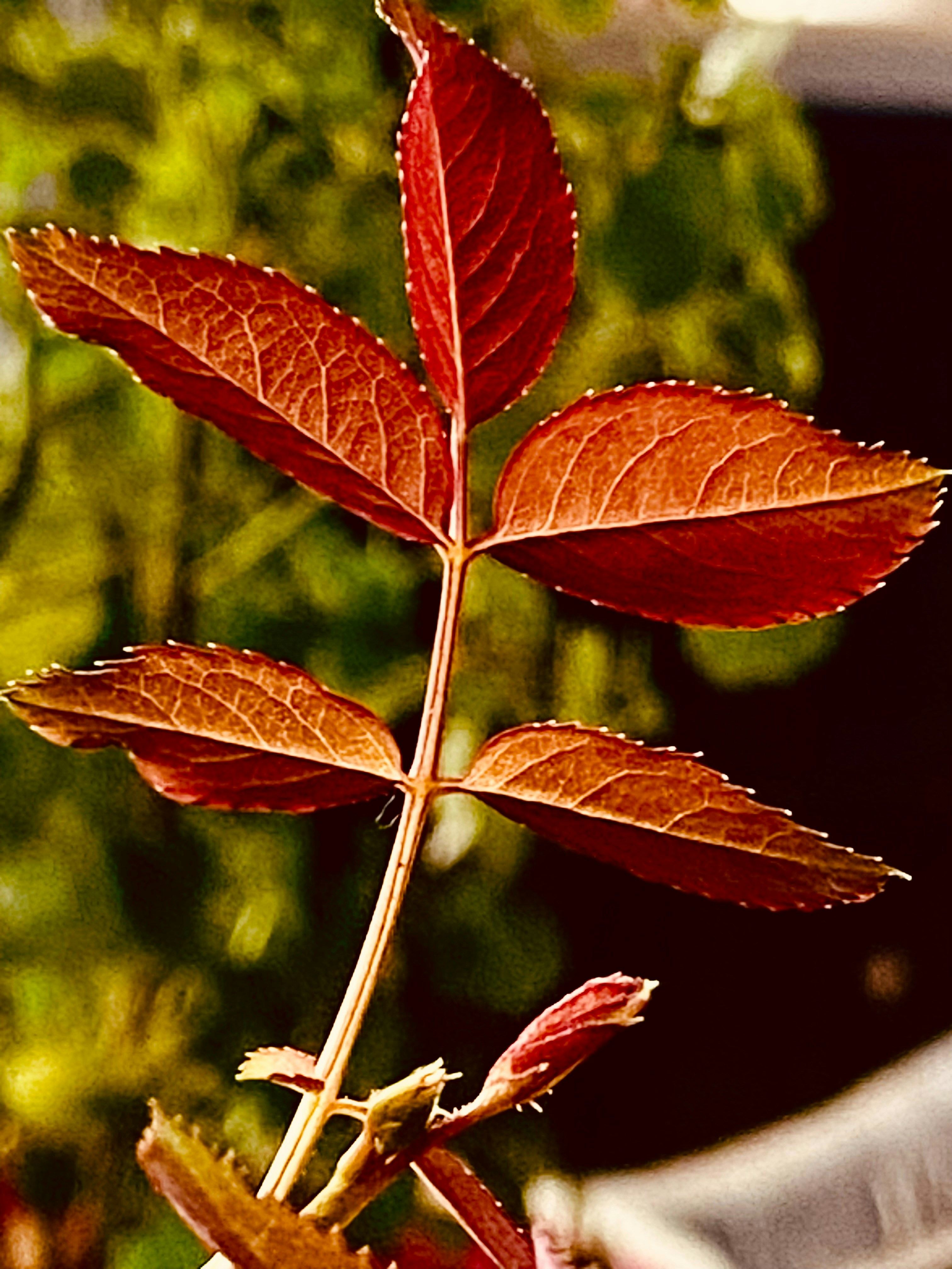 Beautiful red leaves