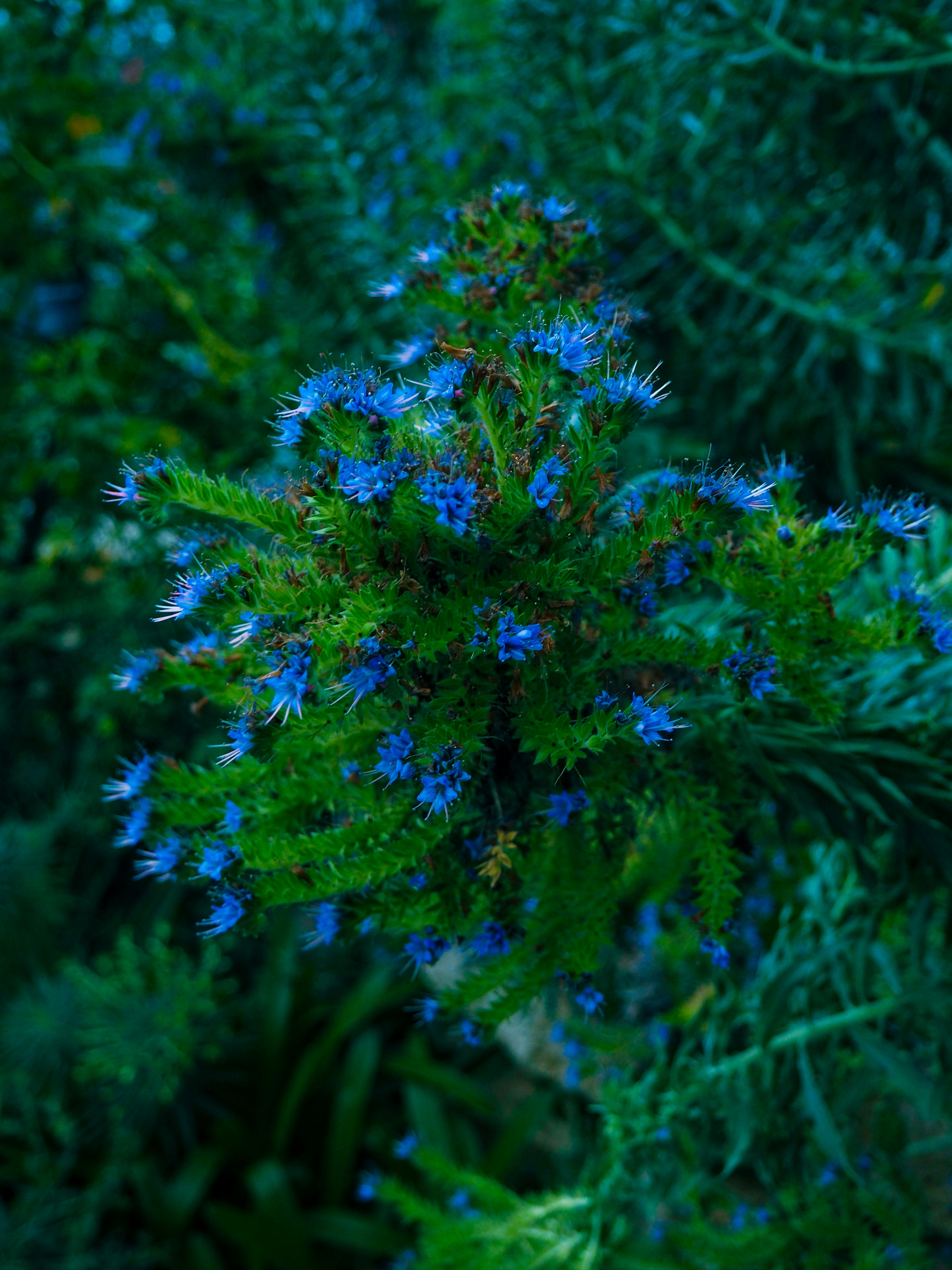 Azure Bristles Bloom in a Quiet Green Thicket