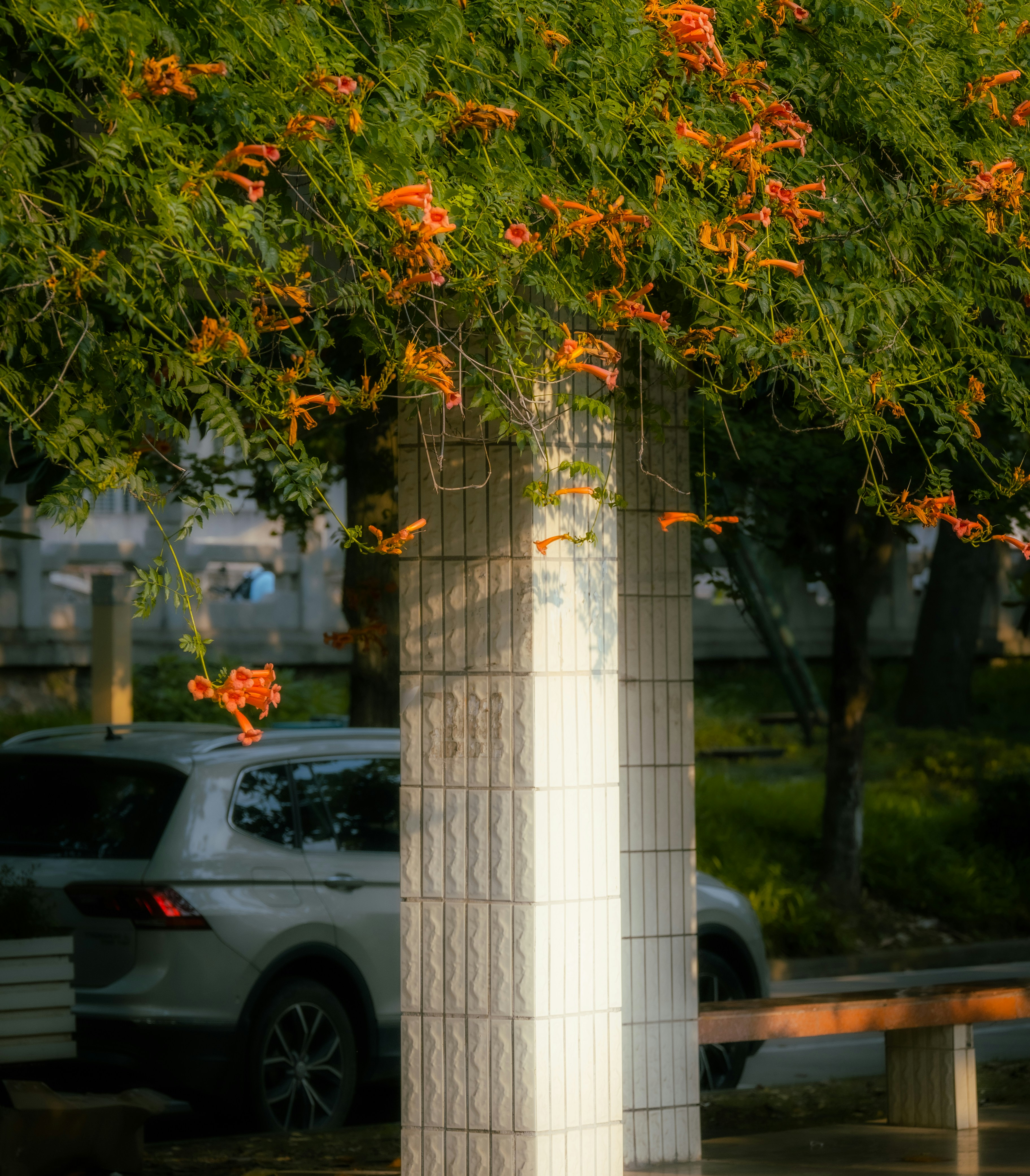 A tall white pillar sitting next to a lush green tree photo – Free 武汉大学 ...