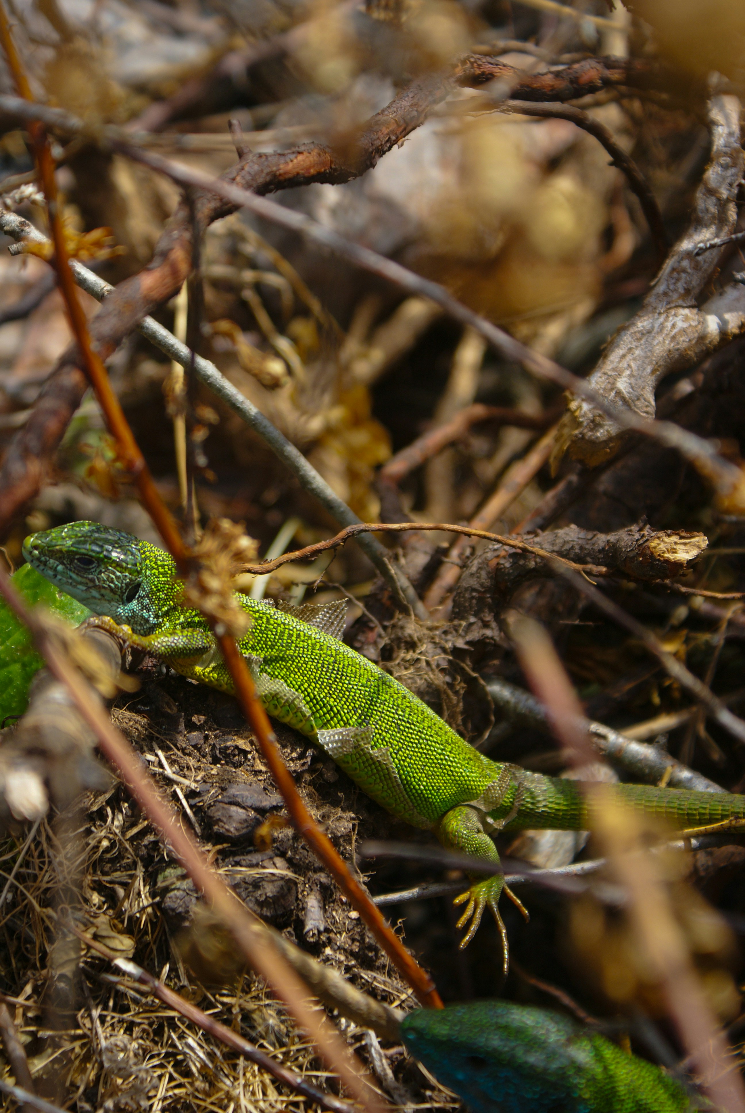 Verdant Gecko in a Bramble Veil: a close-up among twigs