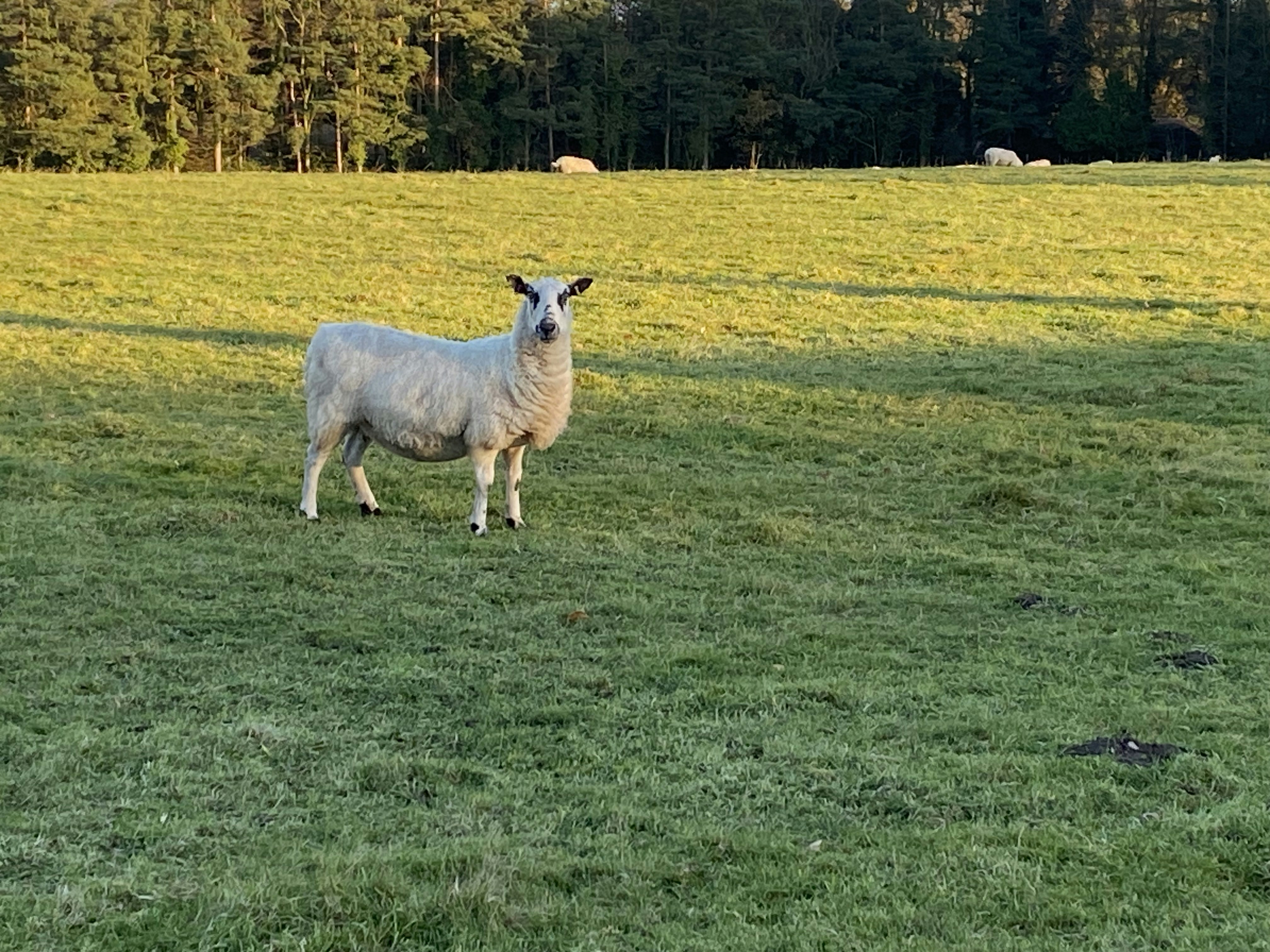 Grazing in the Golden Hour