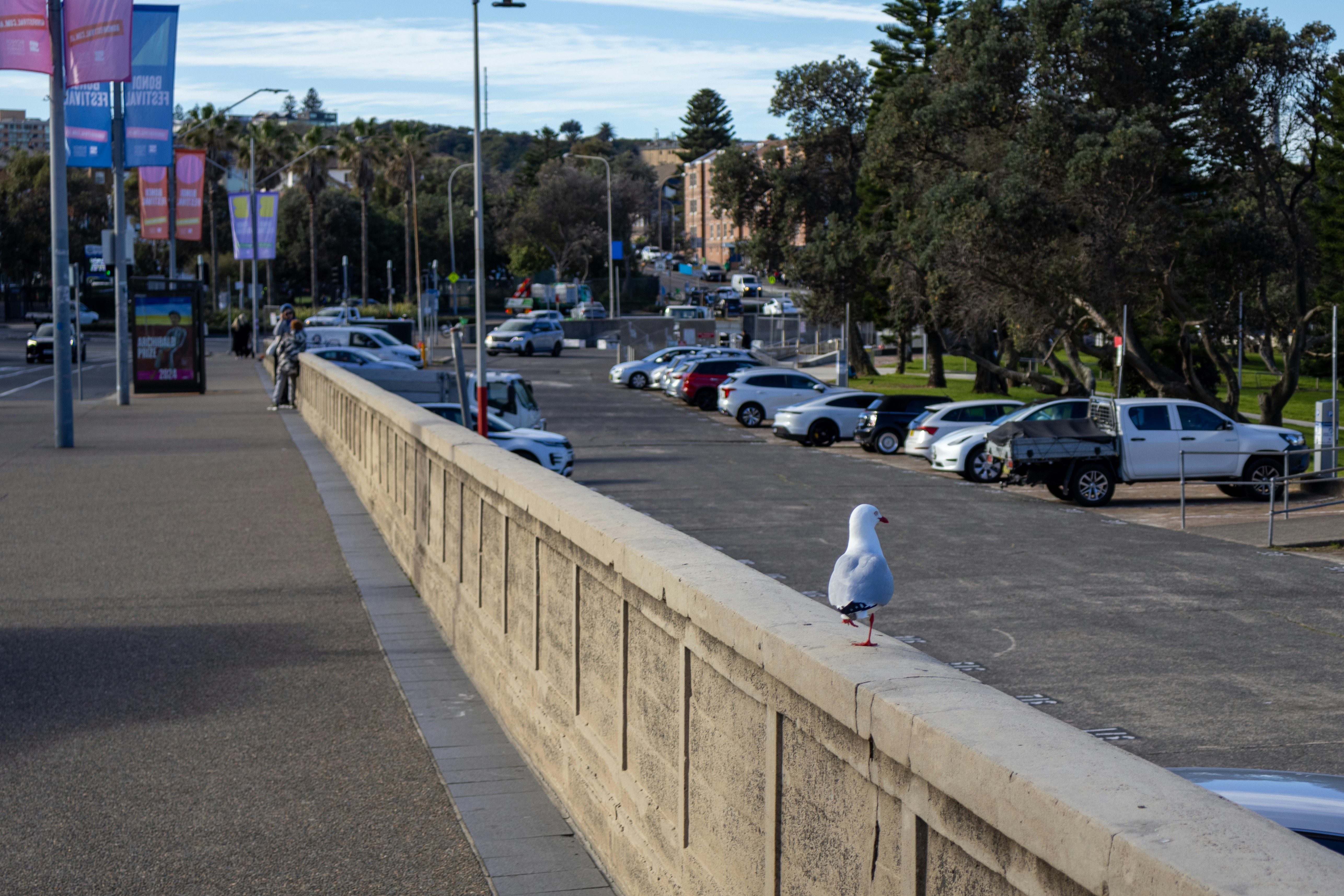 A seagull sitting on the side of a road photo – Free Seagull Image on ...